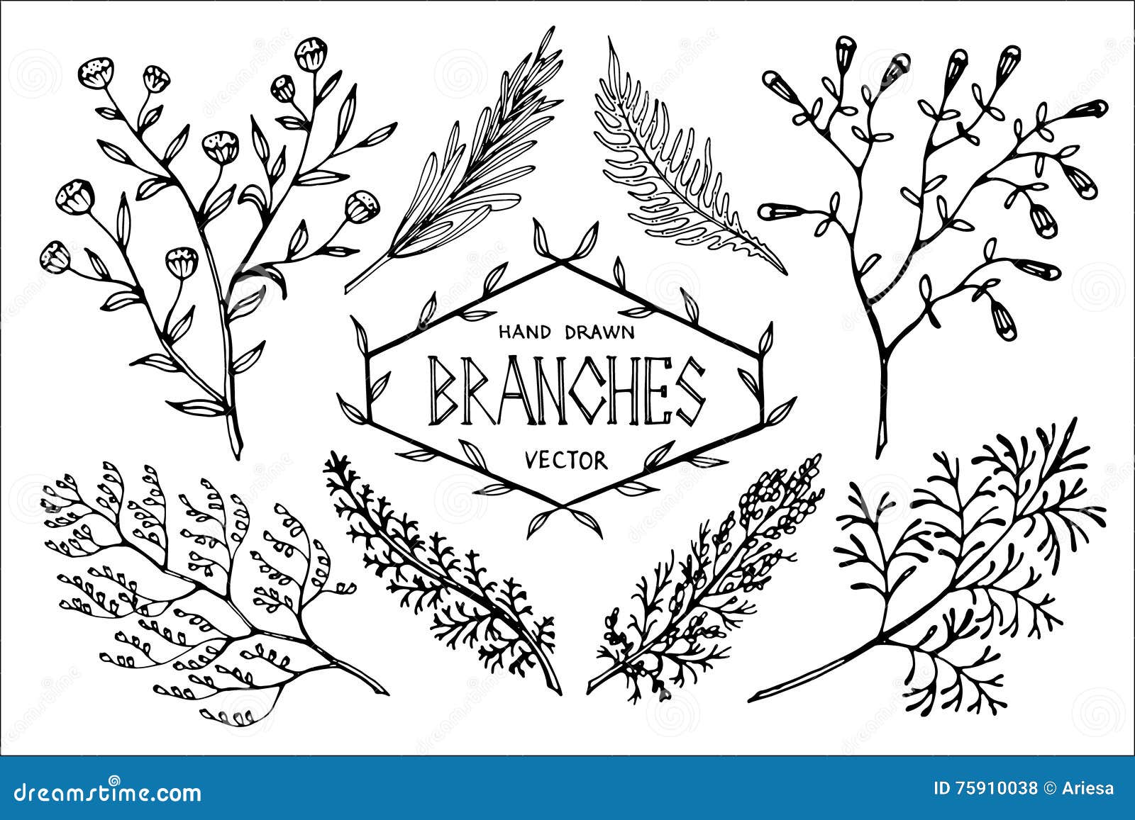 Hand Drawn Vector Branches. Stock Vector - Illustration of botany ...