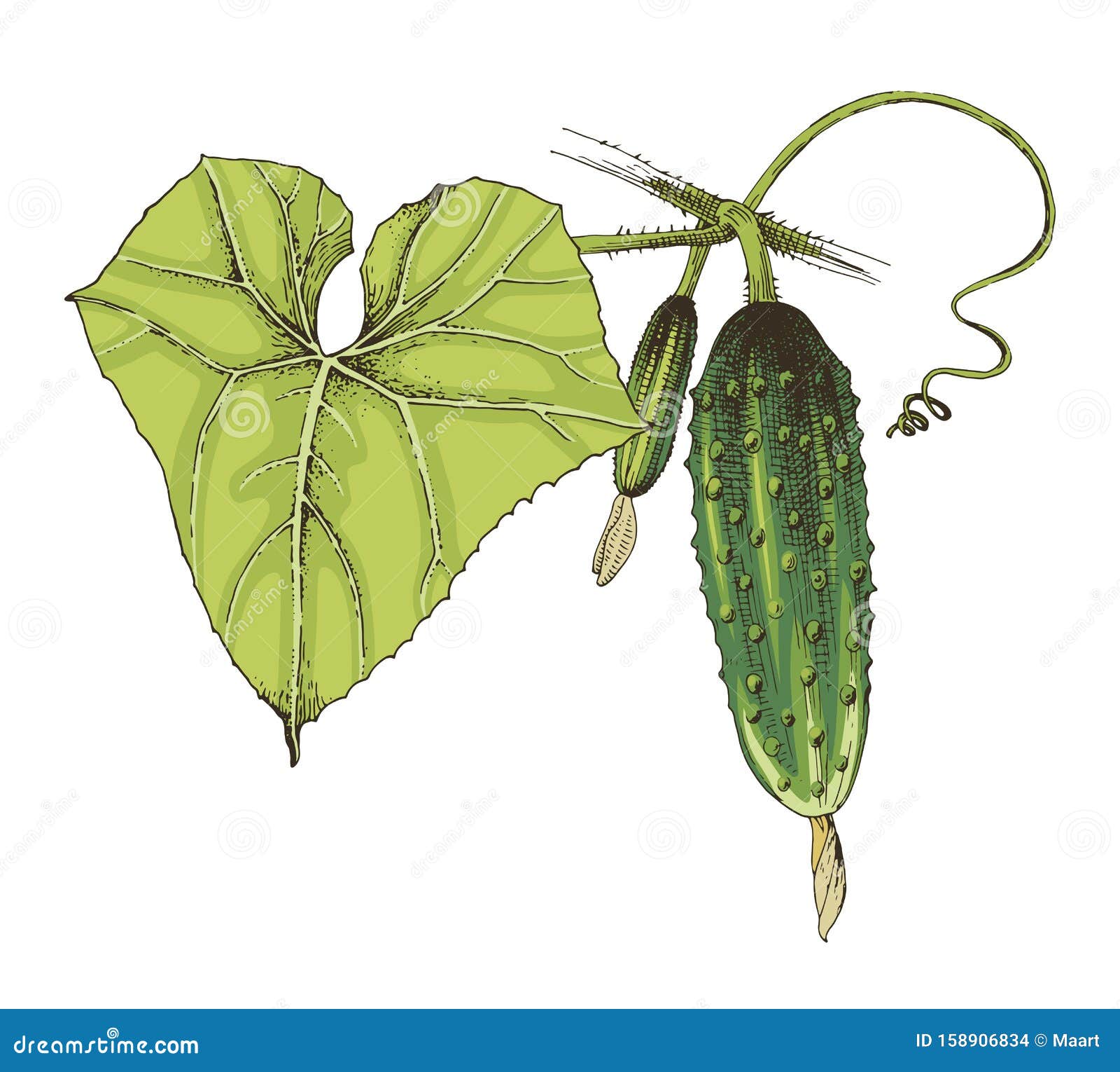 Vector Cucumber Icon | CartoonDealer.com #210252293