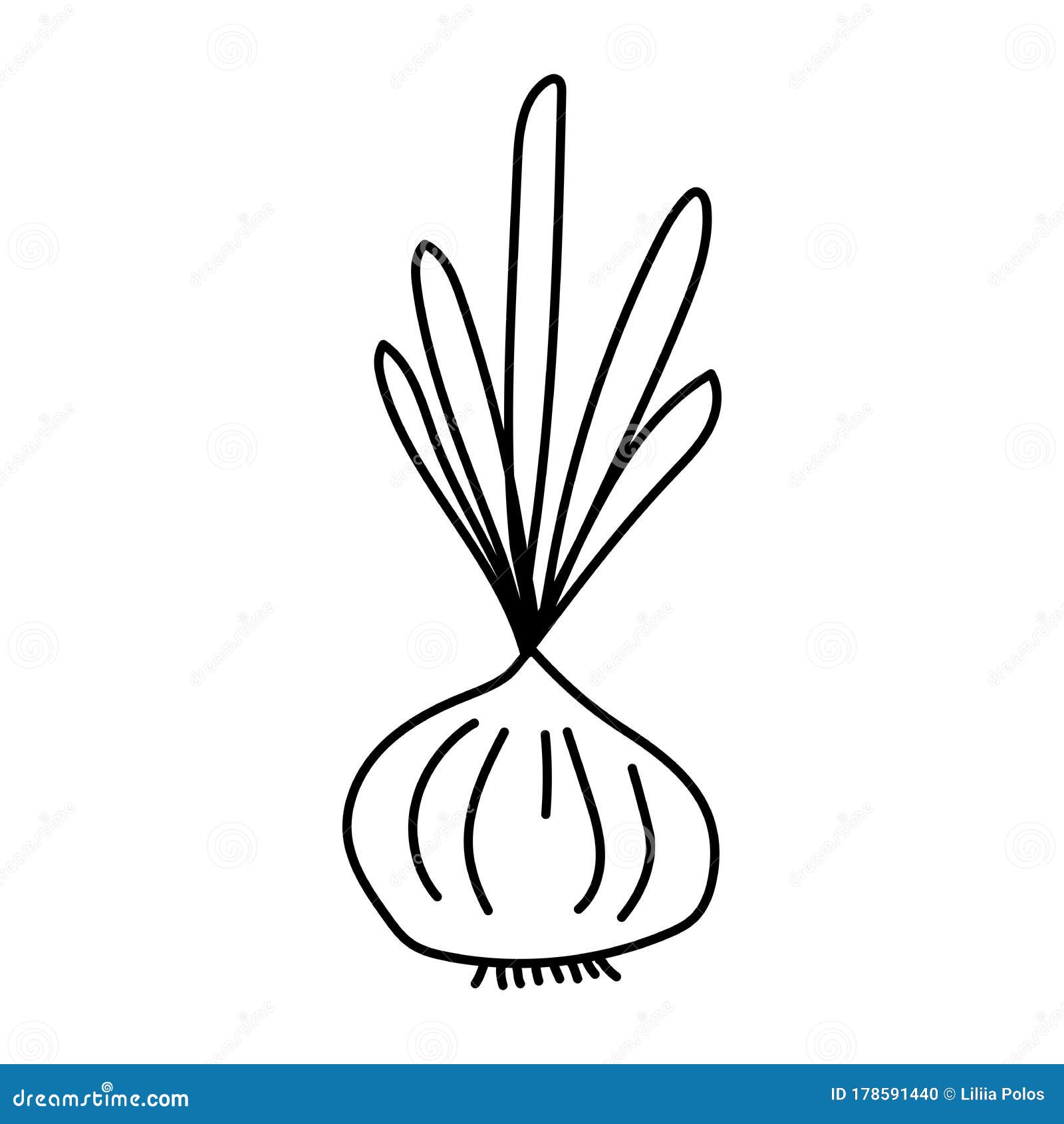 Hand Drawn Vector Element - Onion Stock Illustration - Illustration of ...