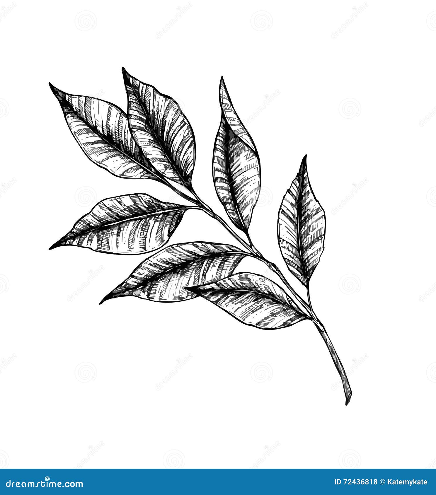 Hand Drawn Vector Illustration - Branch with Leaves. Stock Vector ...