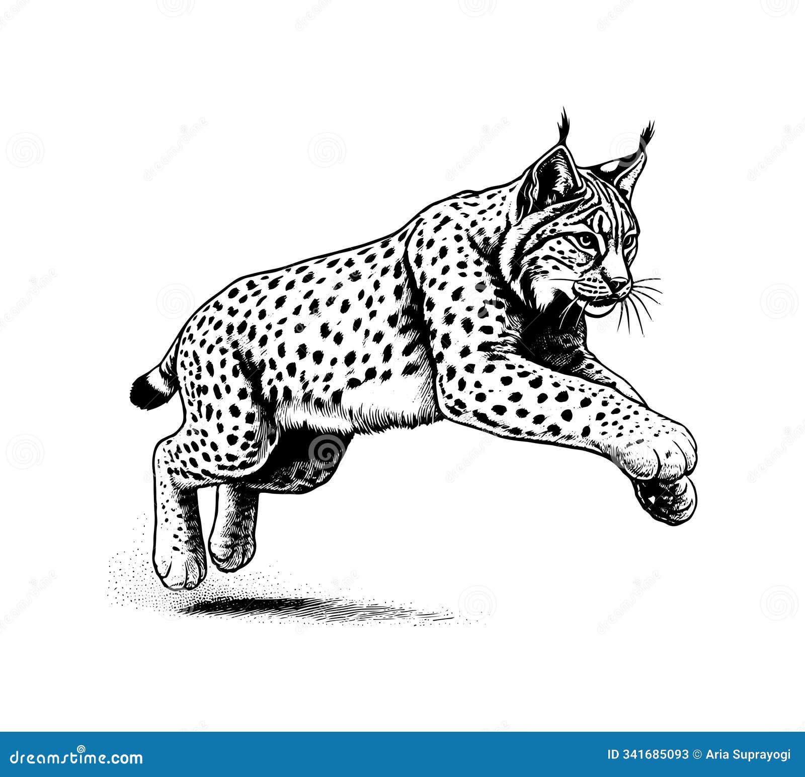 Iberian Lynx Hand Drawn Vector Stock Illustration - Illustration of ...