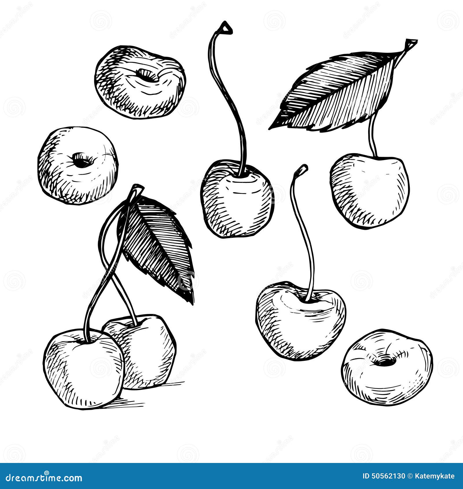 Hand-drawn Vector Illustration. Collection of Cherry. Line Art Stock ...