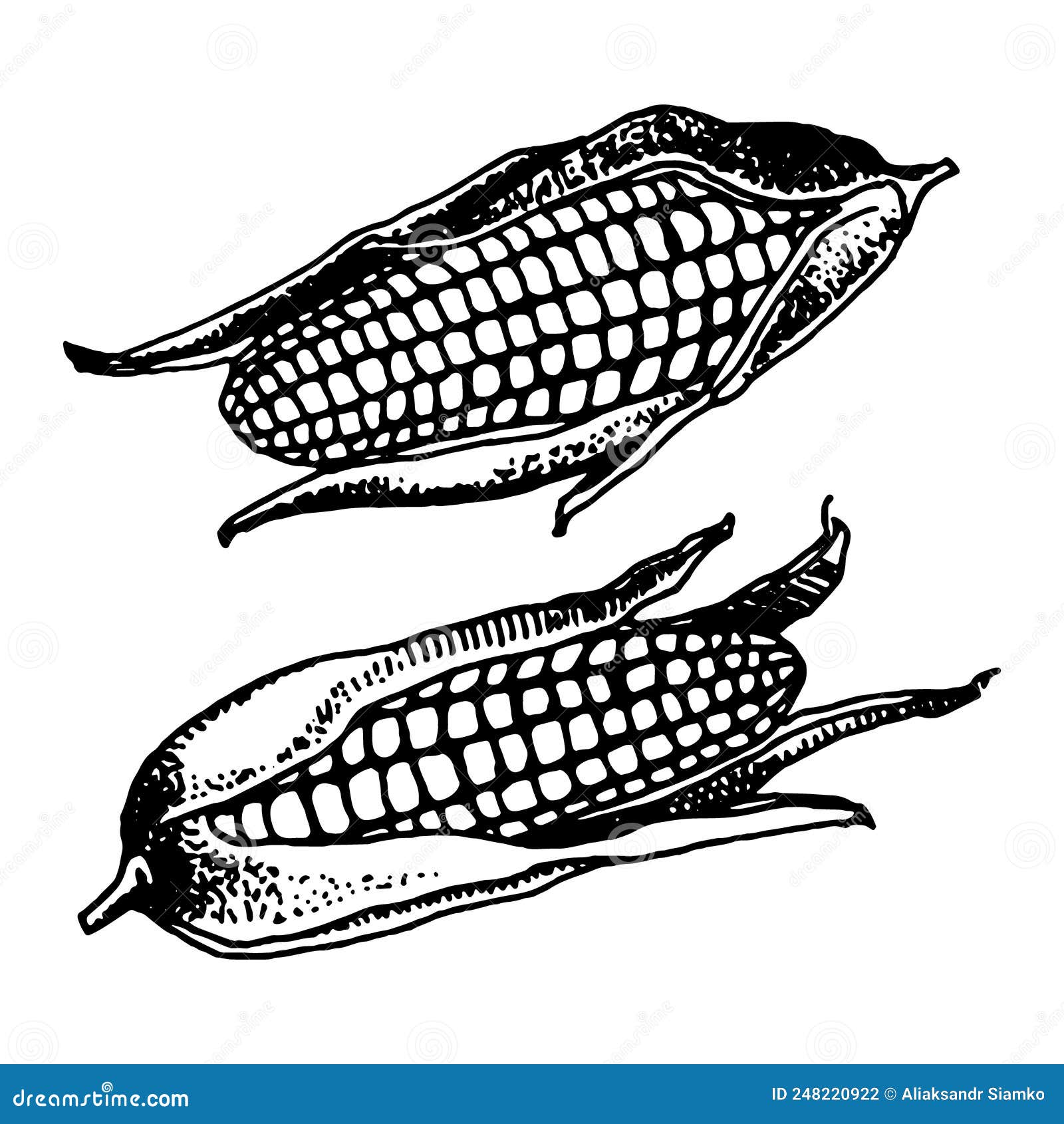 Hand Drawn Vector Illustration of Corn Set Stock Vector - Illustration ...