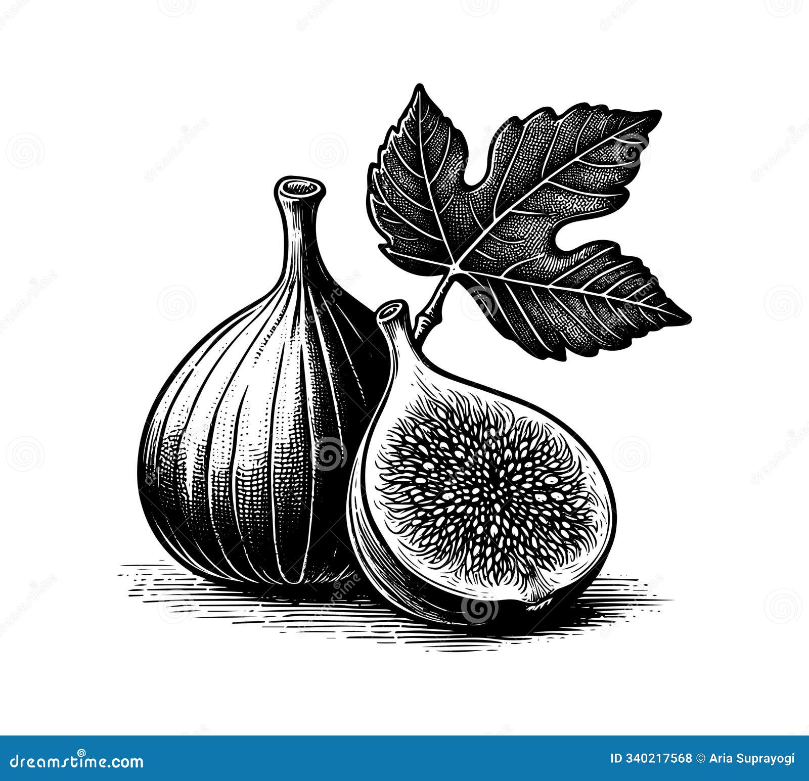 Fig Fruit Hand Drawn Vector Illustration Style Stock Illustration ...