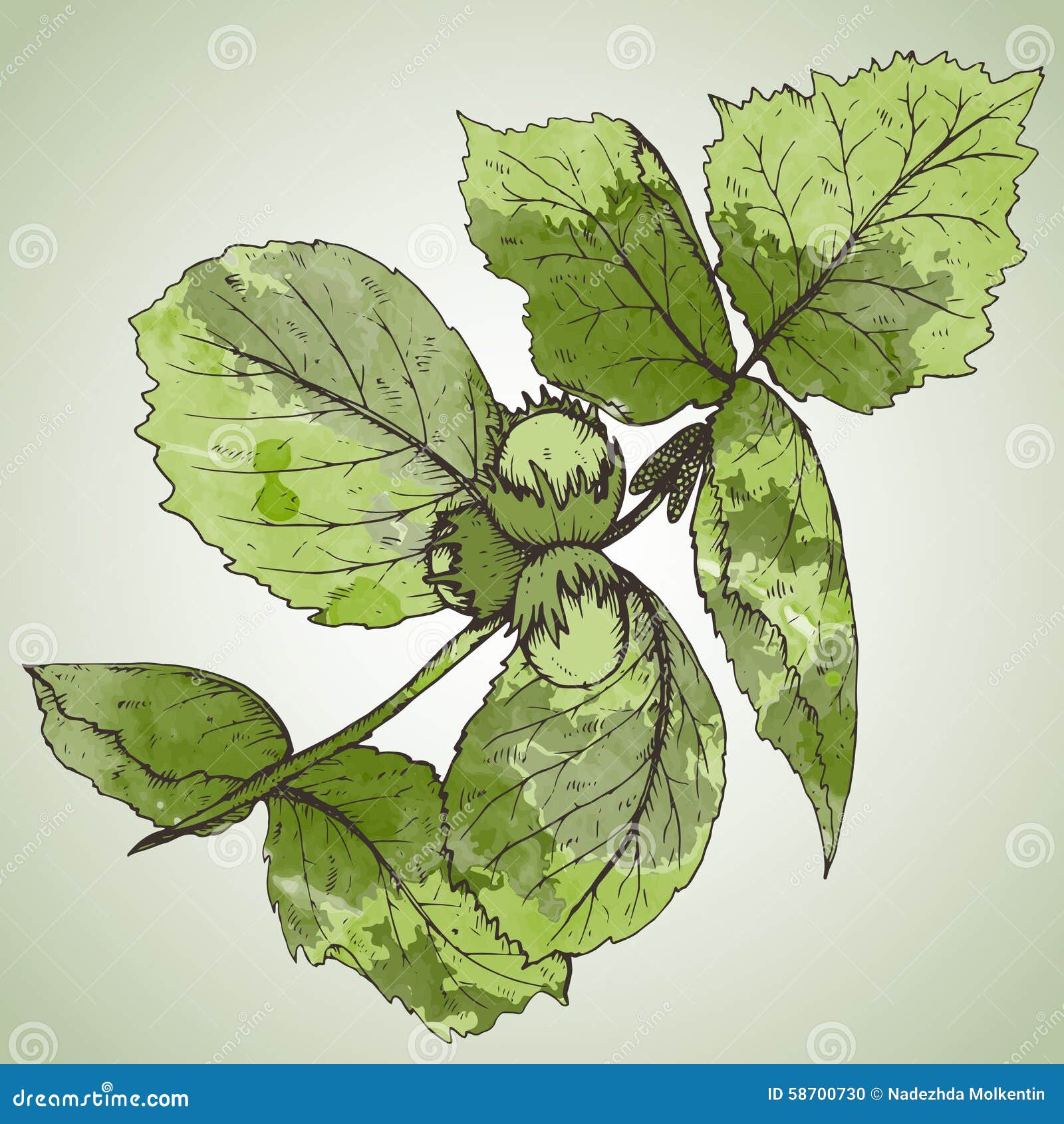 HAnd Drawn Vector Illustration Of Hazelnut Branch And Leaves ...
