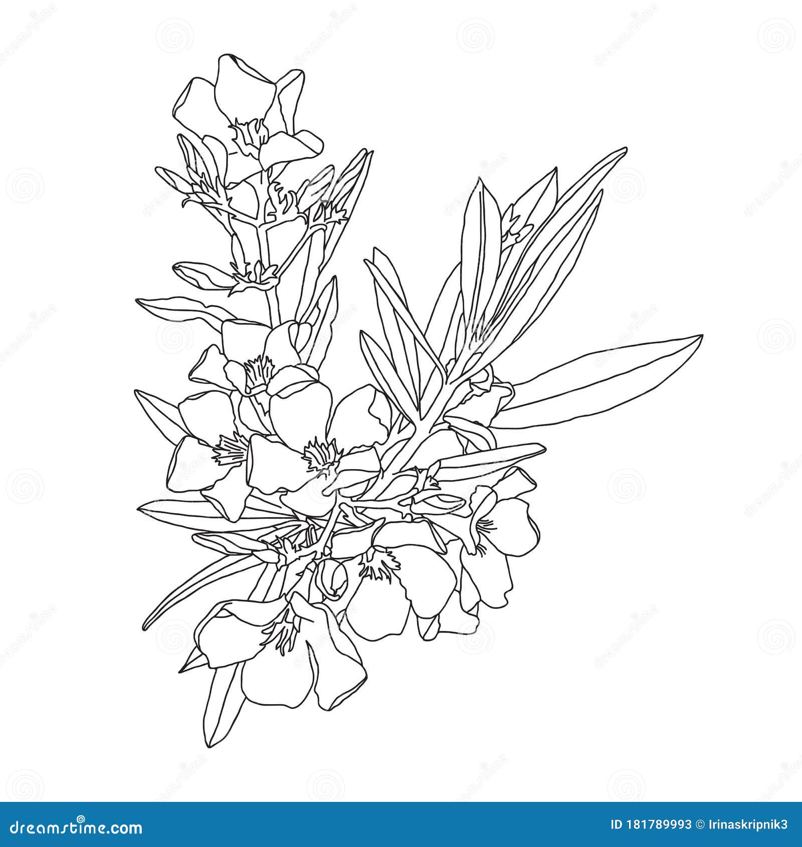 Hand-drawn Vector Illustration of an Oleander Flower on a White ...
