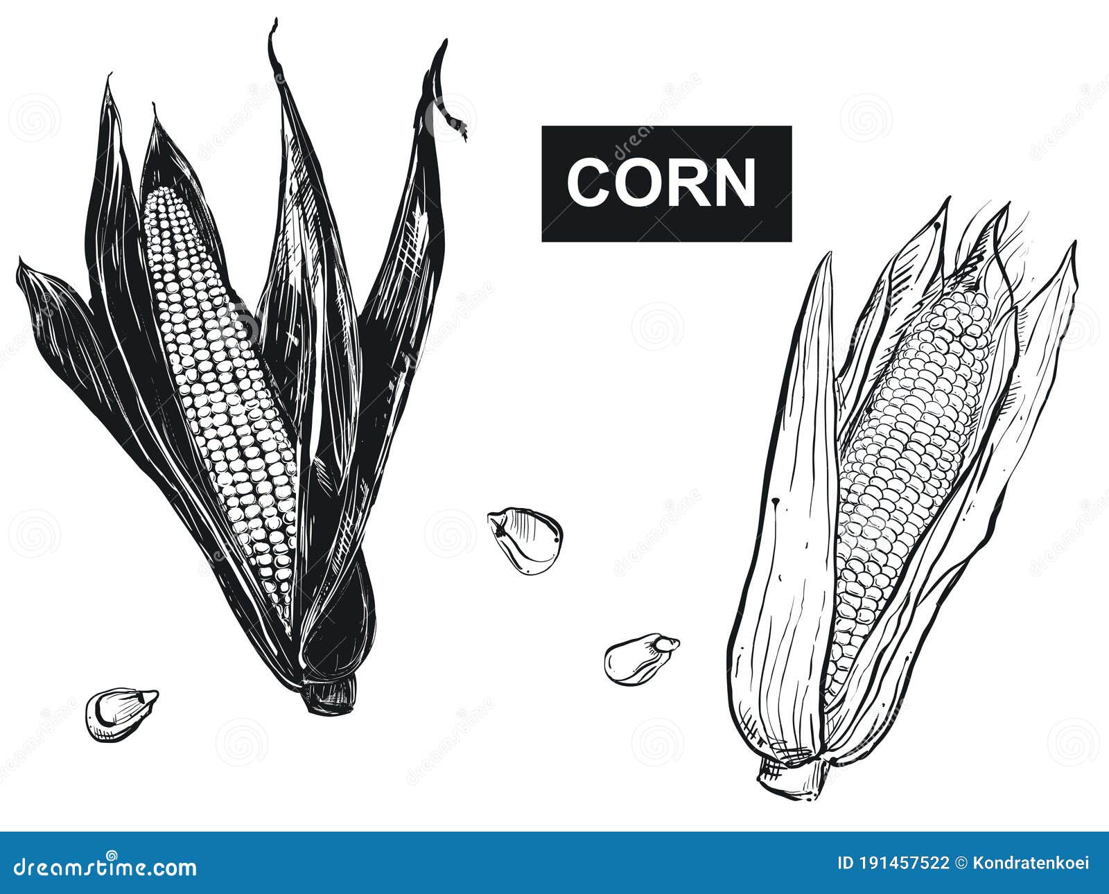 Hand Drawn Vector Illustration Set of Black Corn, Grain. Sketch. Vector ...