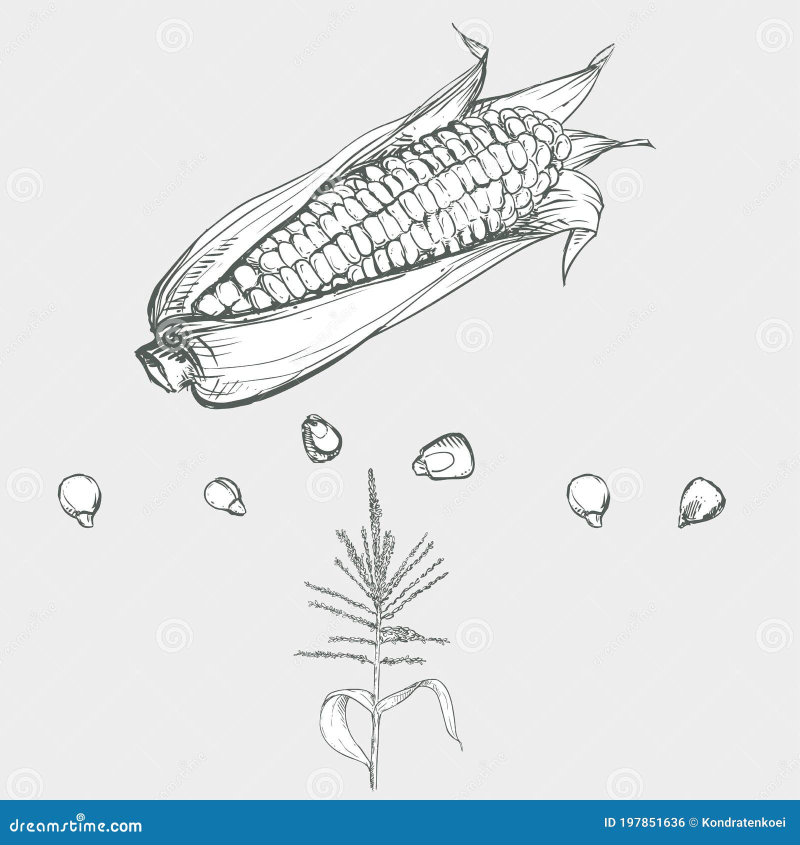 Hand Drawn Vector Illustration Set of Corn, Grain, Stalk. Sketch ...