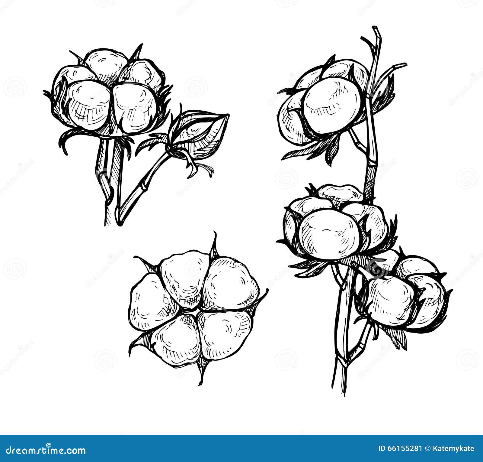 Hand Drawn Vector Illustration - Set of Cotton. Branch of Cotton Stock ...