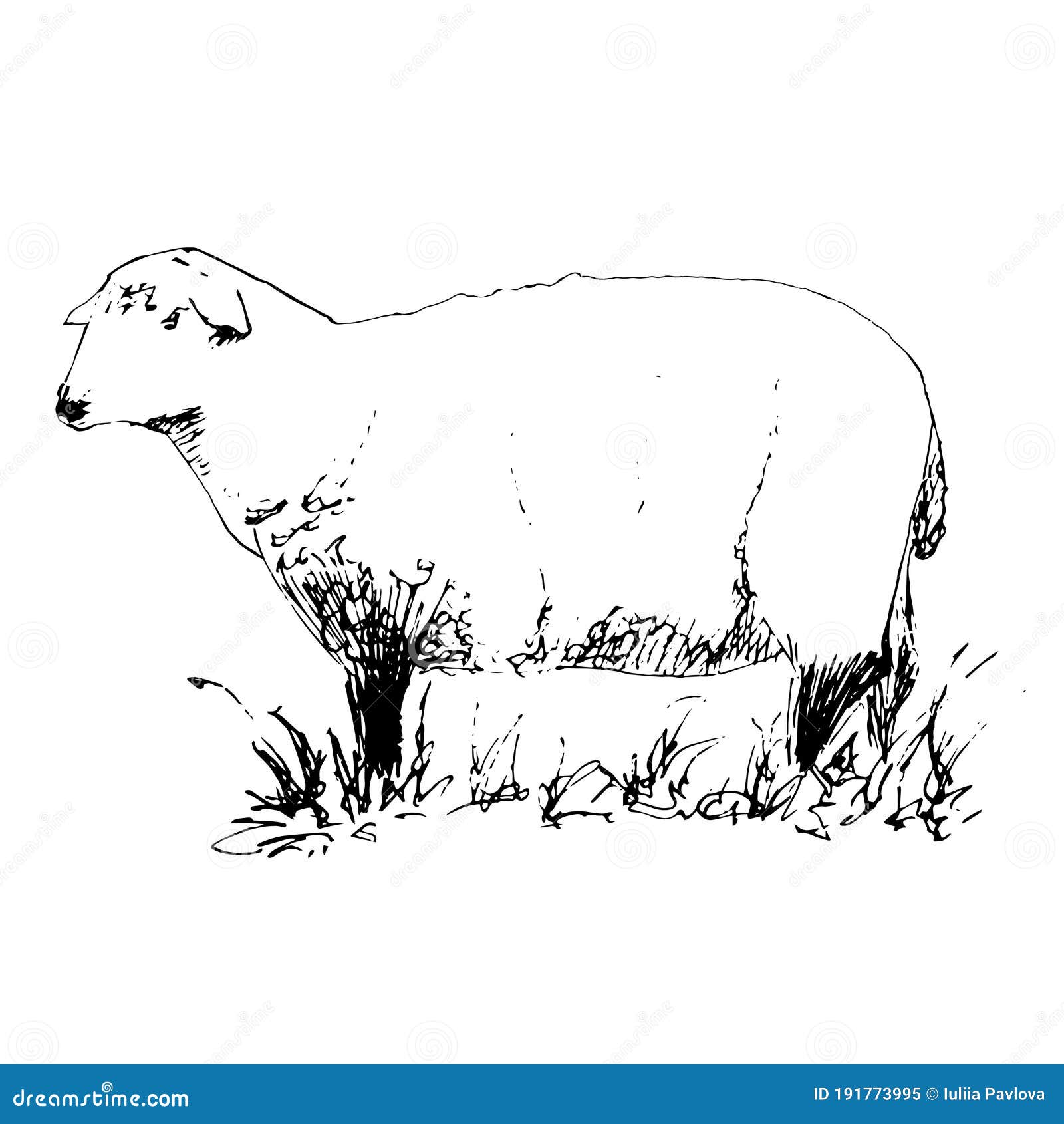 Hand Drawn Vector Illustration of a Sheep Stock Illustration ...