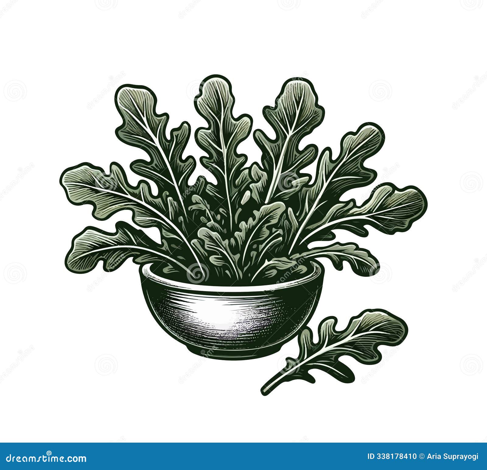 Arugula Leaf Hand Drawn Vector Illustration Stock Illustration ...