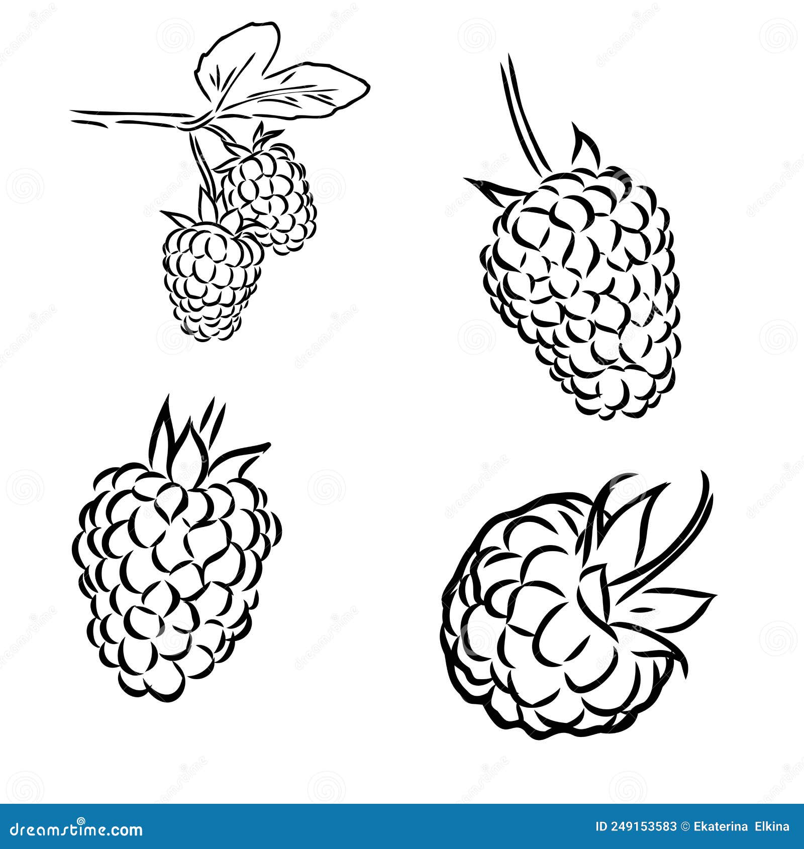 Hand Drawn Vector Illustration. Sweet Raspberry. Isolated on White ...