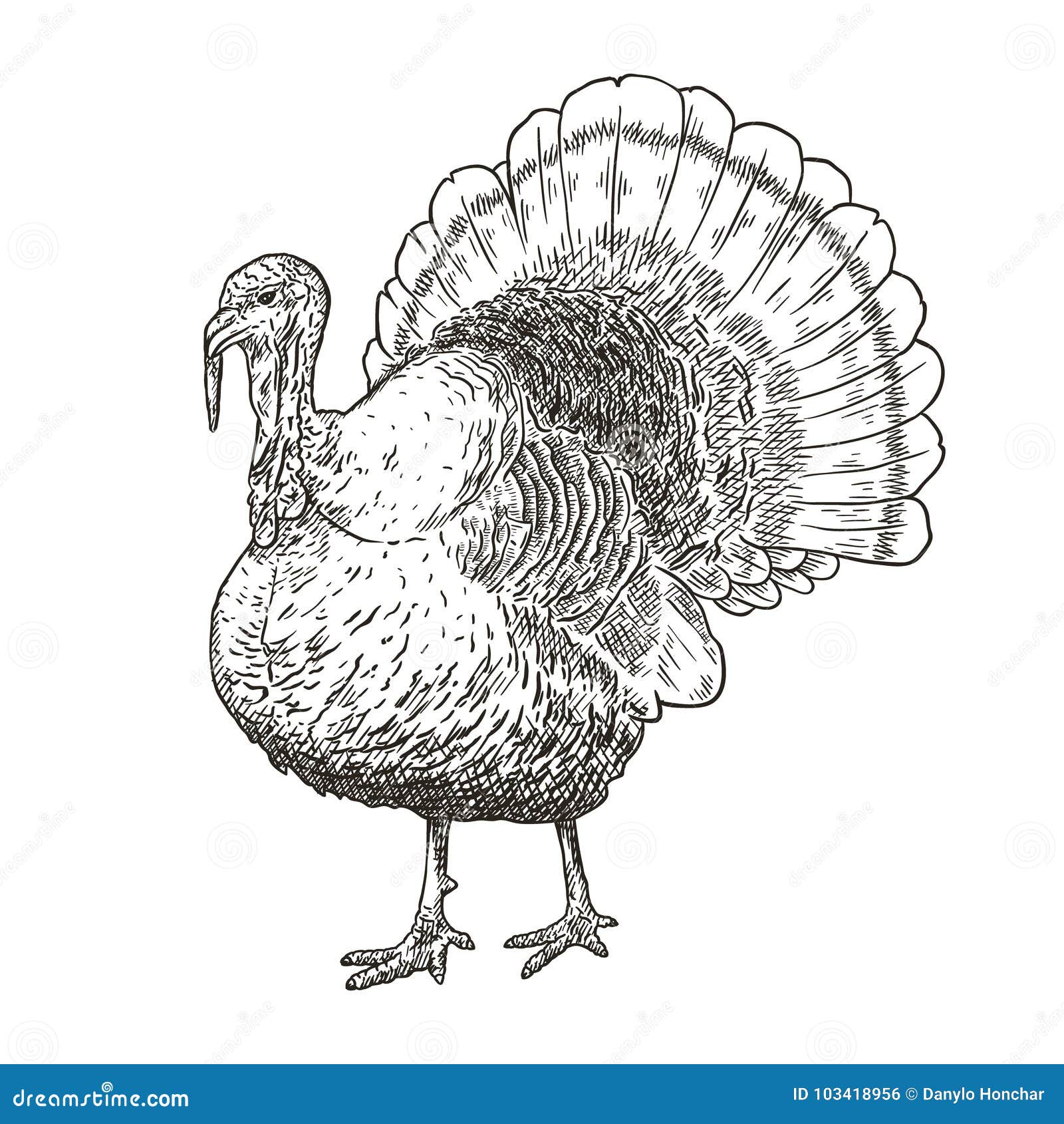 Hand Drawn Vector Illustration of Turkey. Stock Vector - Illustration ...