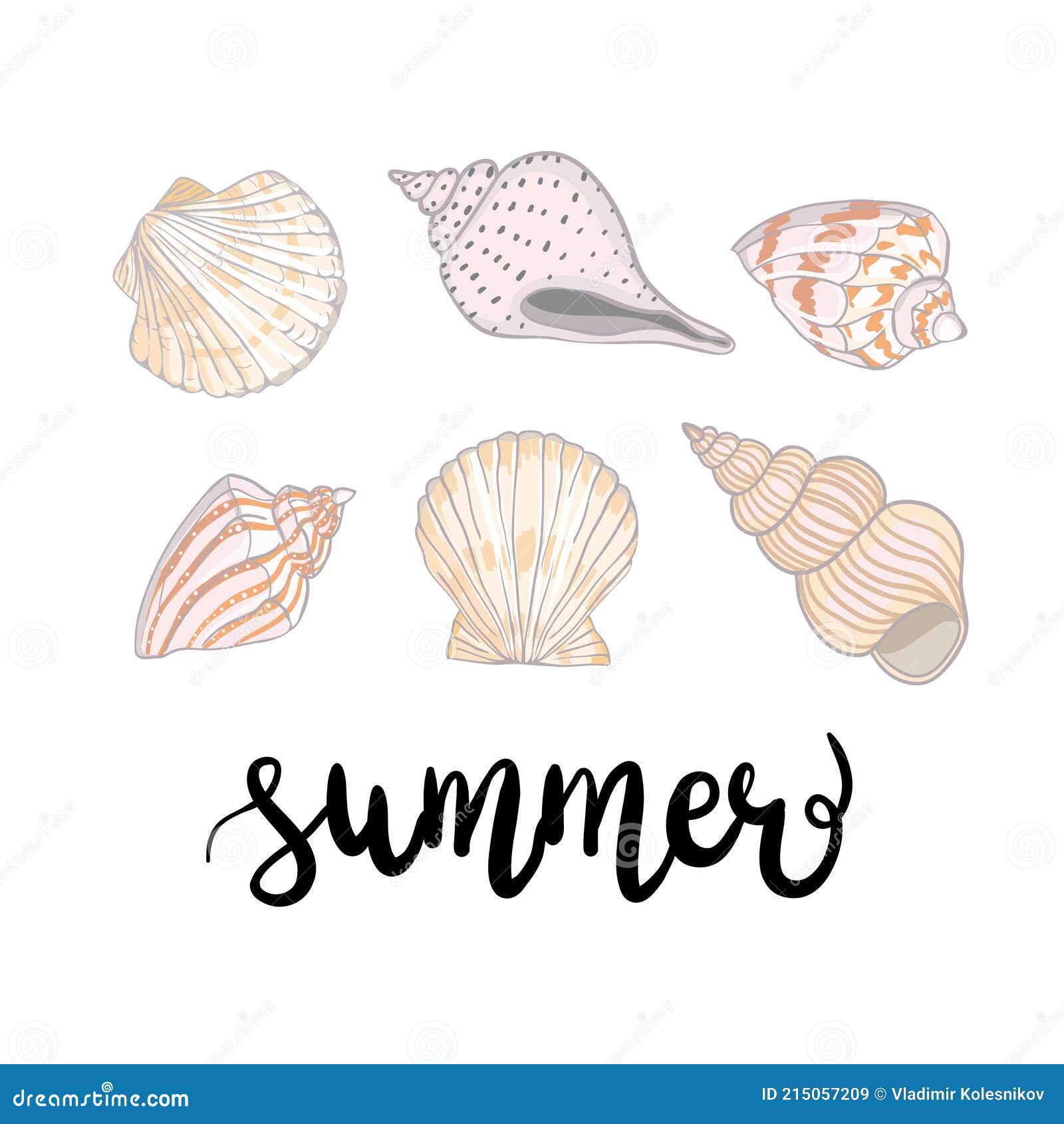 Seashells Set. Marine Sea Shells, Beach Coastal Conch, Tropical Scallop ...