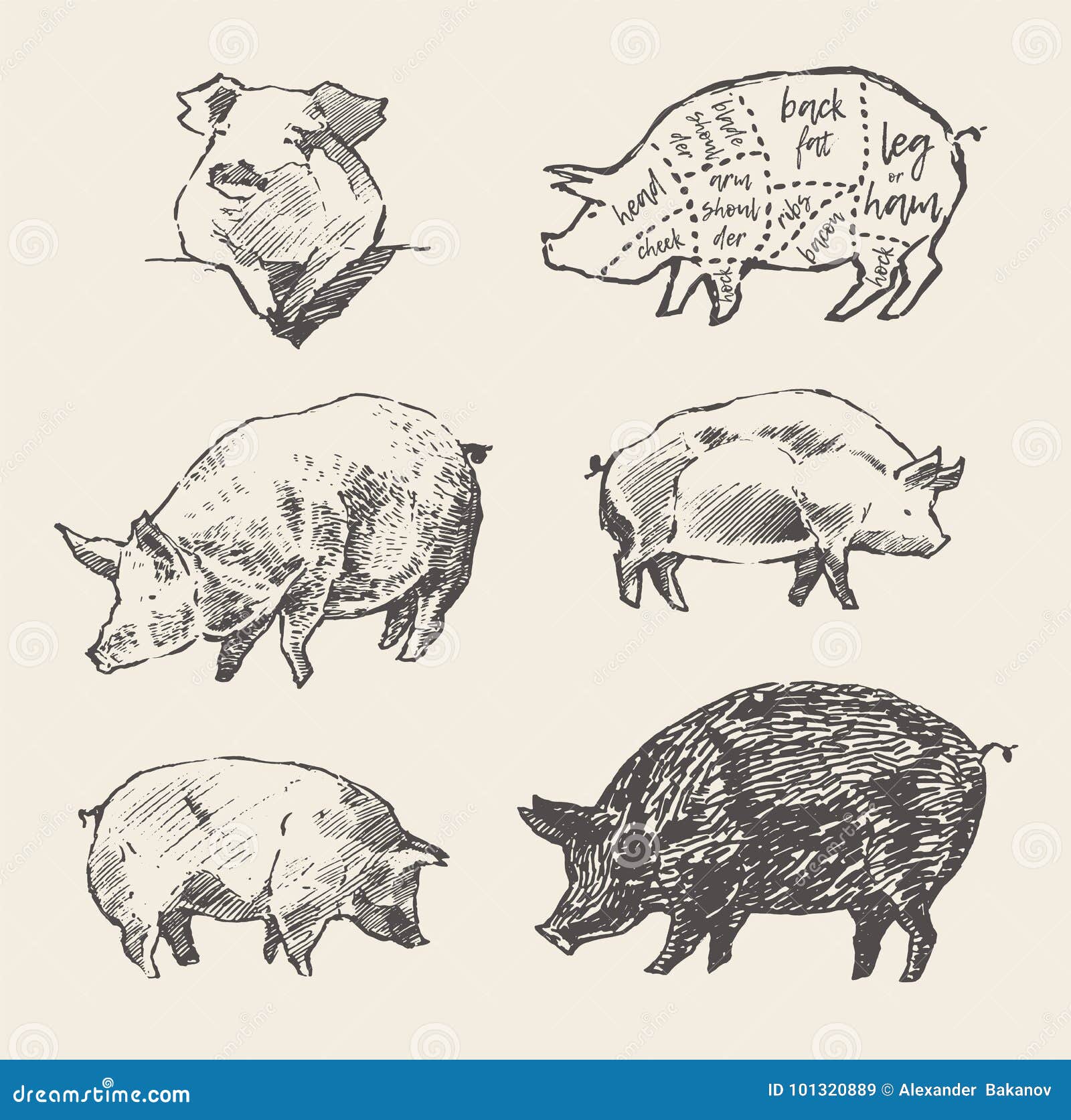 Drawn Vector Pigs Scheme Pork Cuts Restaurant Menu Stock Vector ...