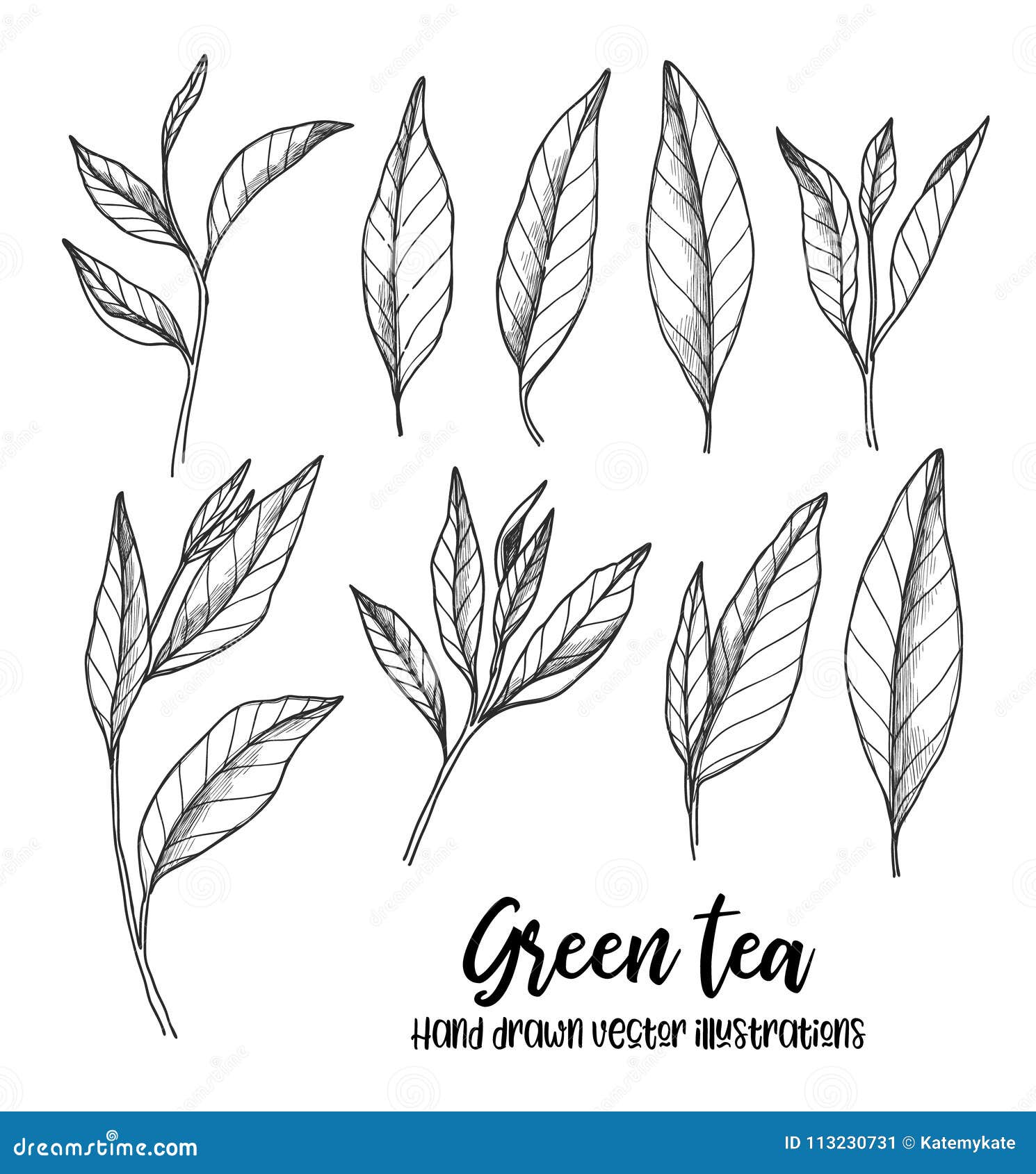 Hand Drawn Vector Illustrations. Set of Green Tea Leaves Stock Vector ... Hand Drawn Vector Illustrations. Set of Green Tea Leaves Stock Vector ...