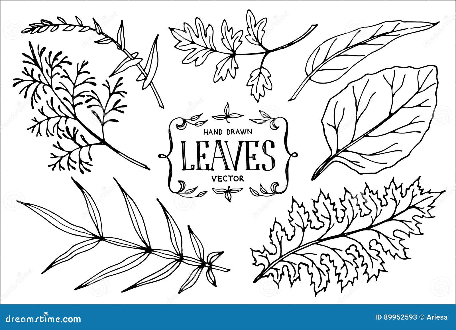Hand drawn vector leaves. stock vector. Illustration of drawn - 89952593