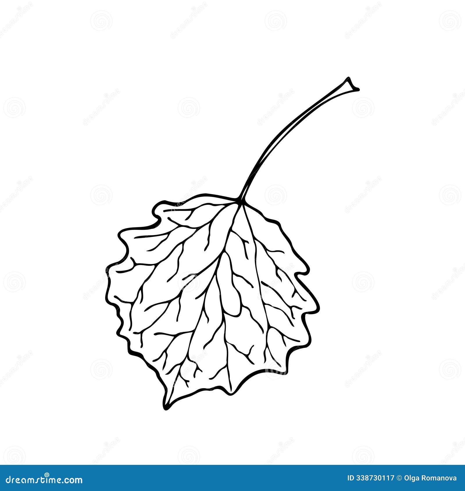 Hand Drawn Vector Line Illustration of Aspen Leaf in Line Art Style ...