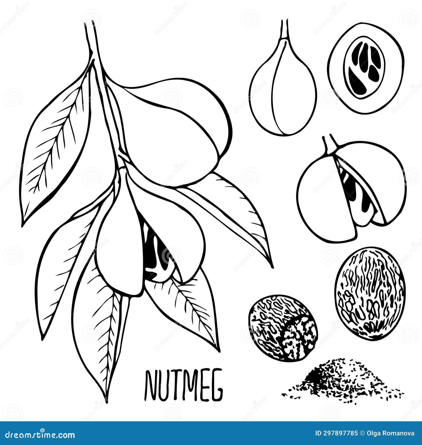 Hand Drawn Vector Line Illustration of Nutmeg. Stock Vector ...
