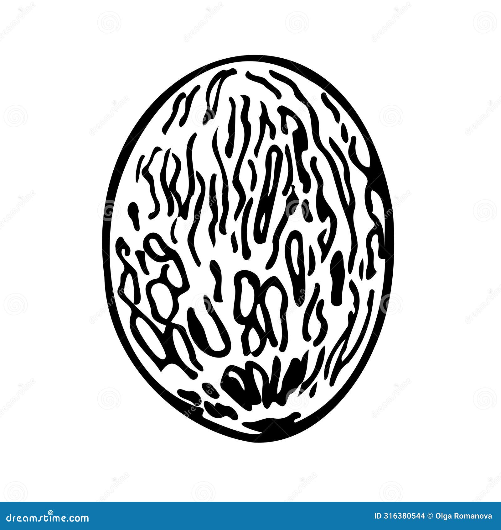 Hand Drawn Vector Line Illustration of Opened Nutmeg. Stock ...