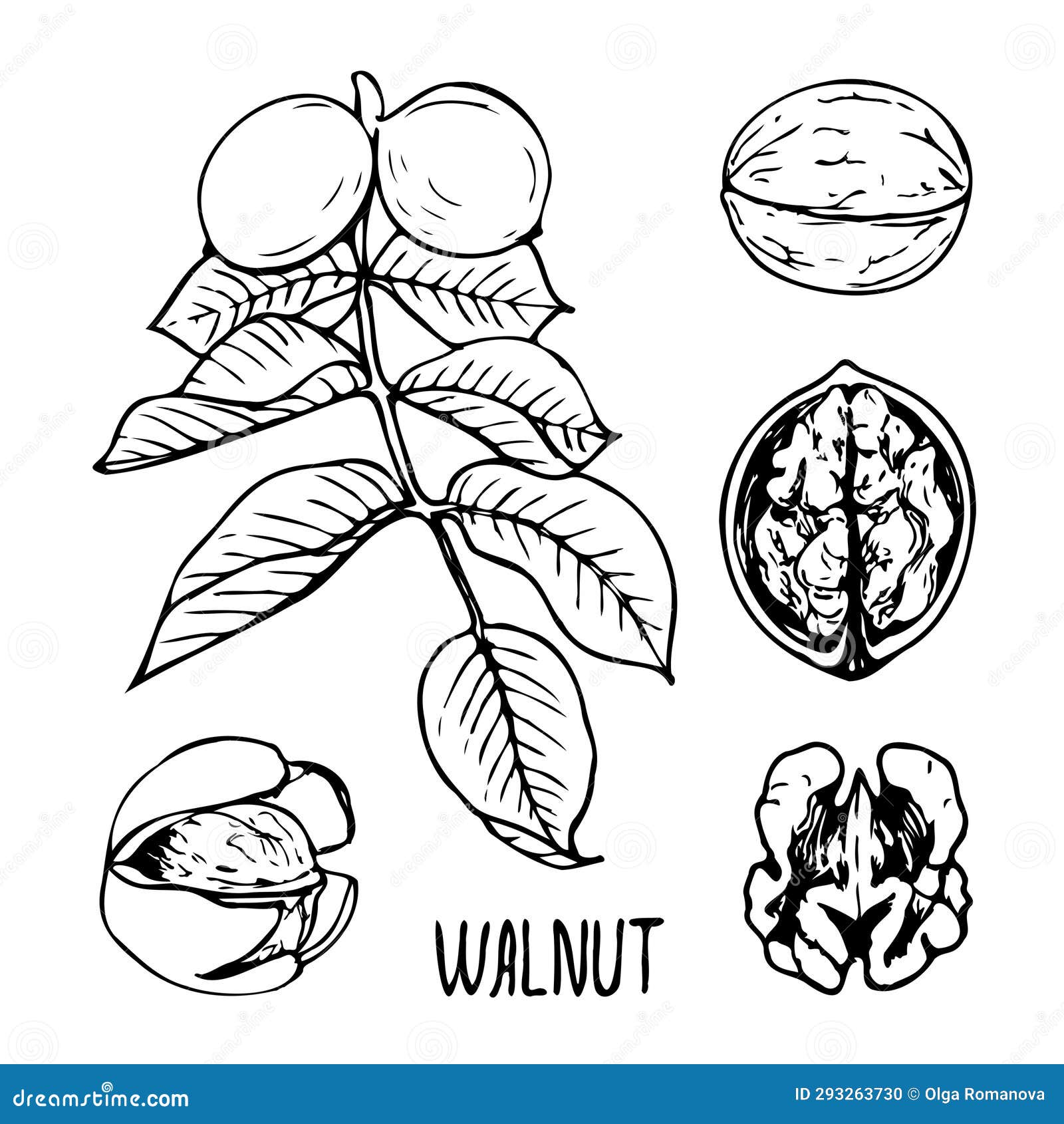 Hand Drawn Vector Line Illustration of Walnuts. Stock Vector ...