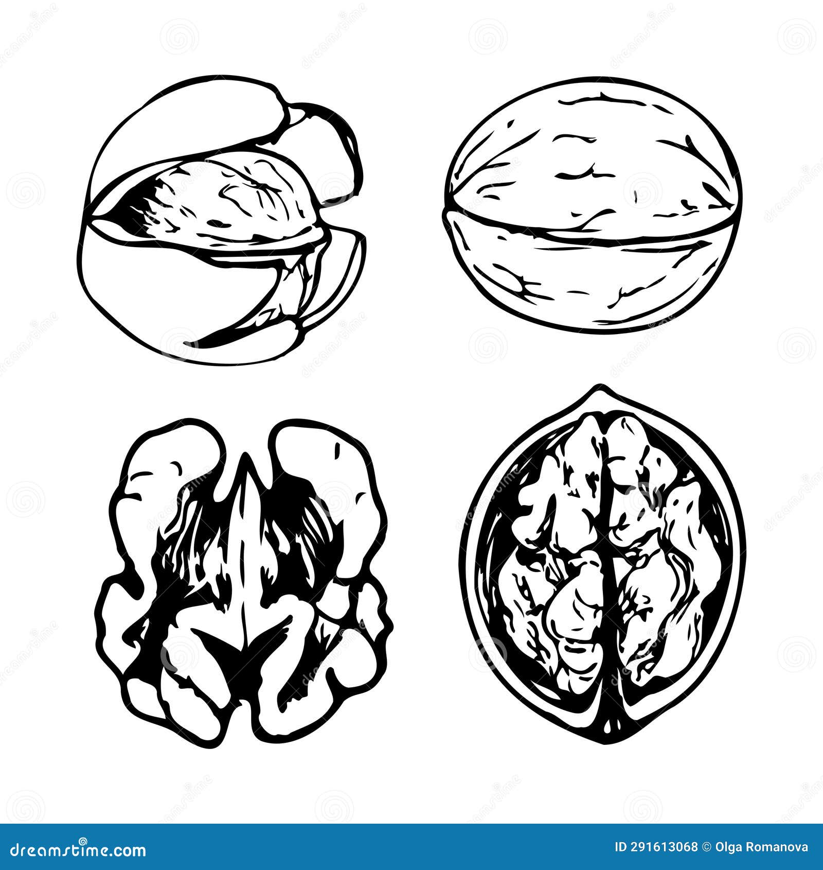 Hand Drawn Vector Line Set of Walnuts. Stock Illustration ...