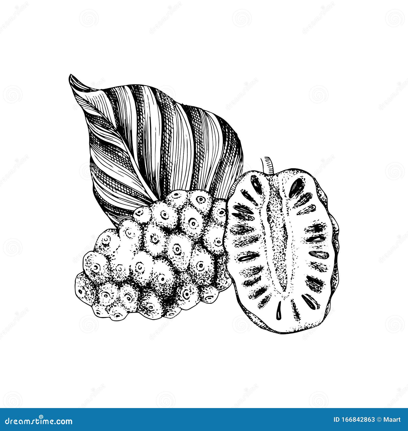 Hand Drawn Vector Noni Fruit Stock Vector - Illustration of branch ...