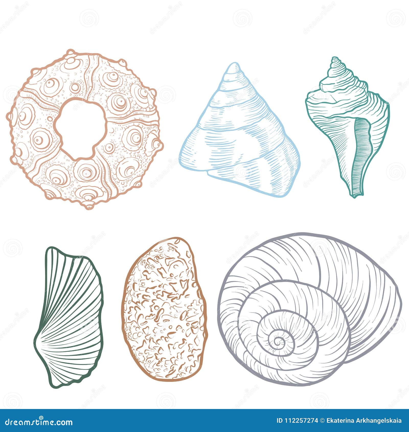 Hand Drawn Vector Seashells Stock Vector - Illustration of design ...