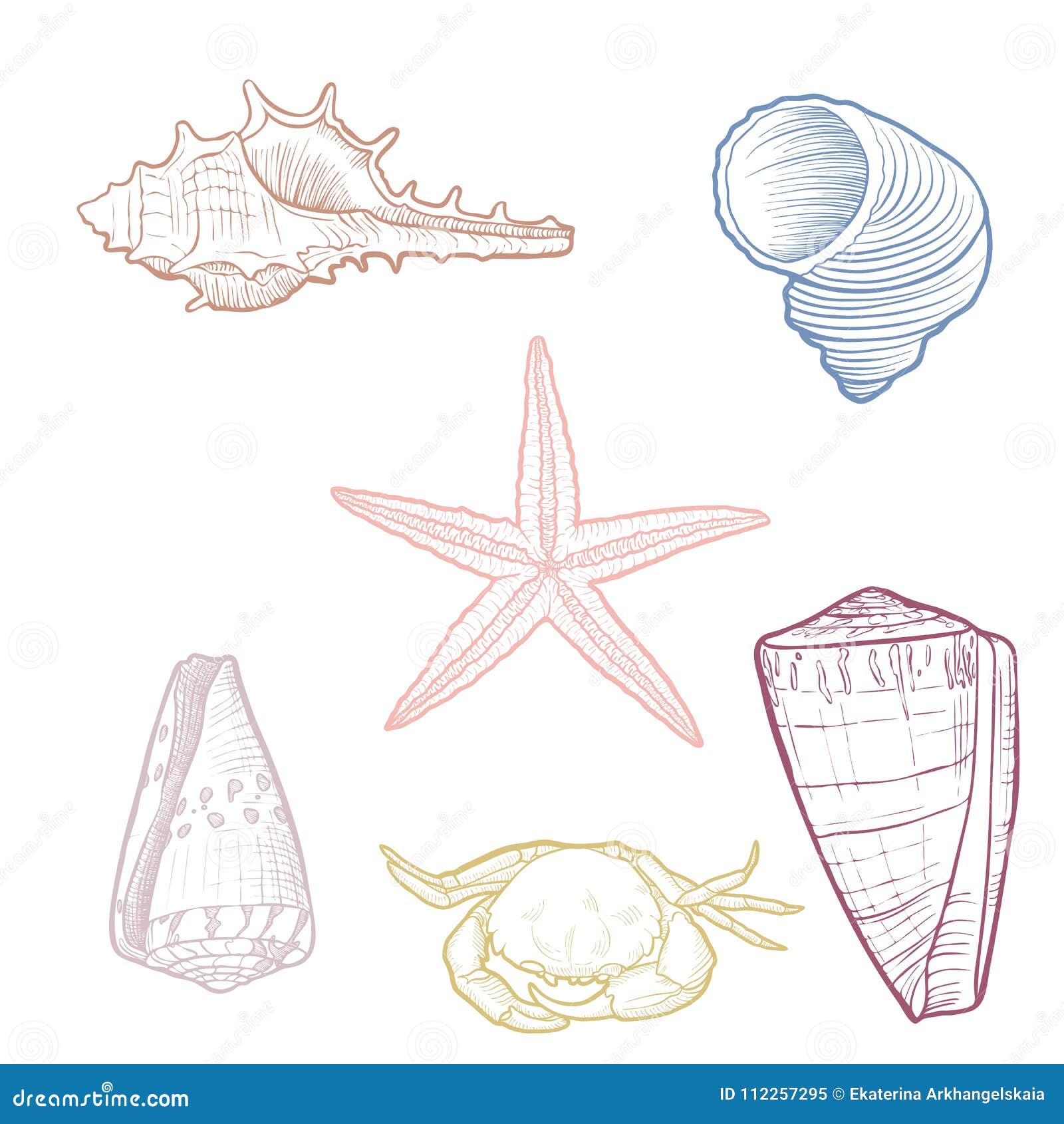 Hand Drawn Vector Seashells Stock Vector - Illustration of life ...
