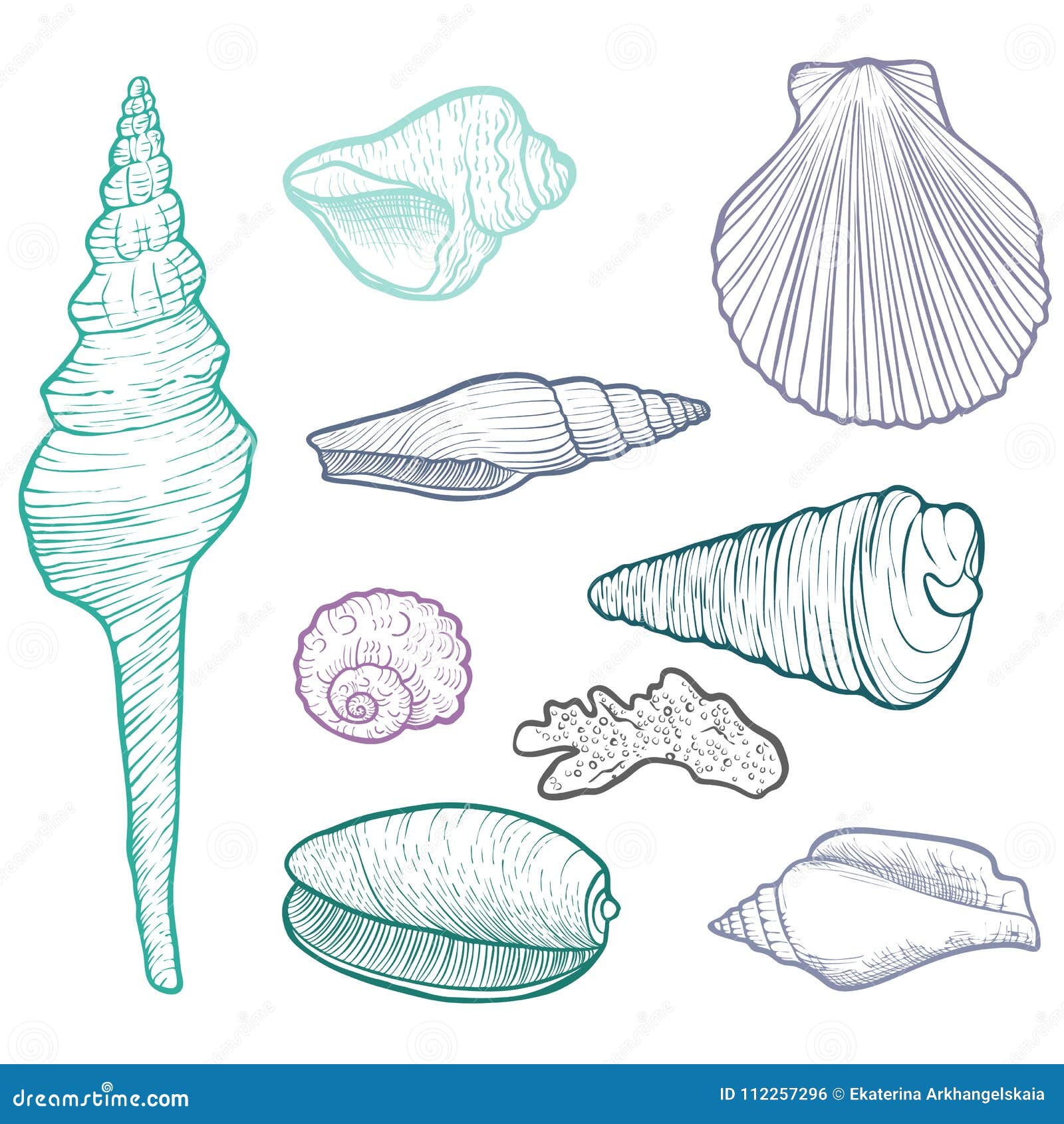Hand Drawn Vector Seashells Stock Vector - Illustration of coral ...