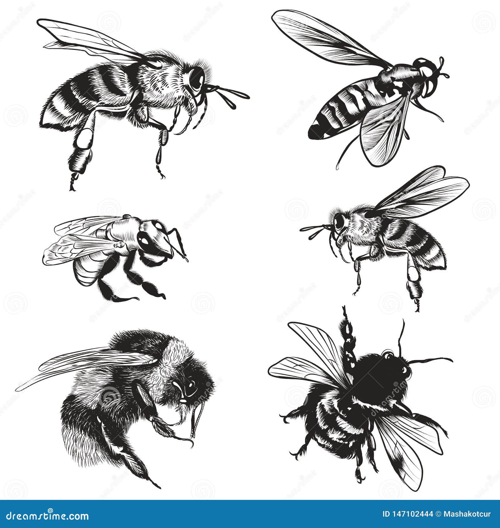 Hand Drawn Vector Set of Bees, Bumblebee, High Detailed Insects for ...