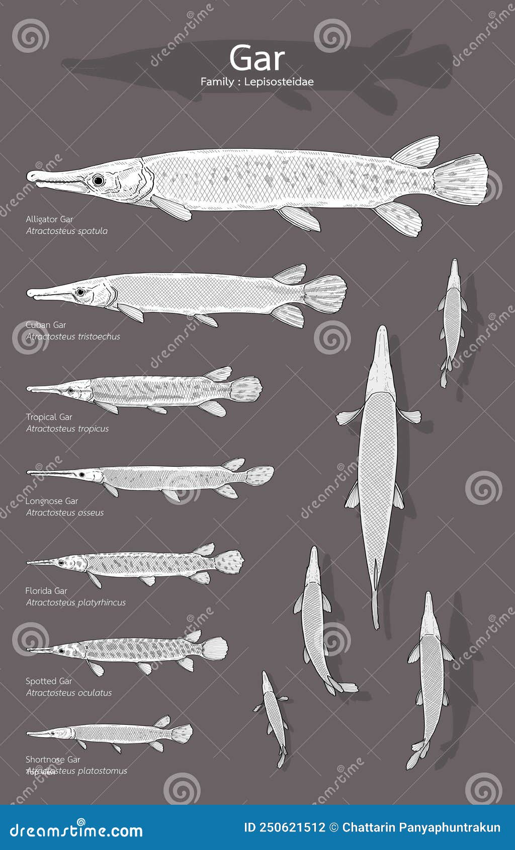 Hand Drawn Vector Set of Gar Fish Stock Illustration - Illustration of ...
