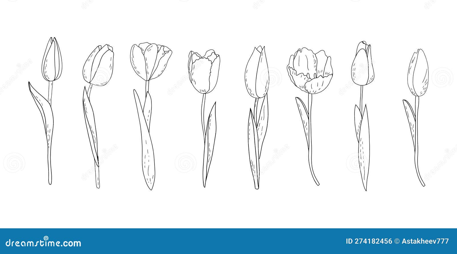 Hand-drawn Vector Set of Outline Tulips with Shading Stock Vector ...