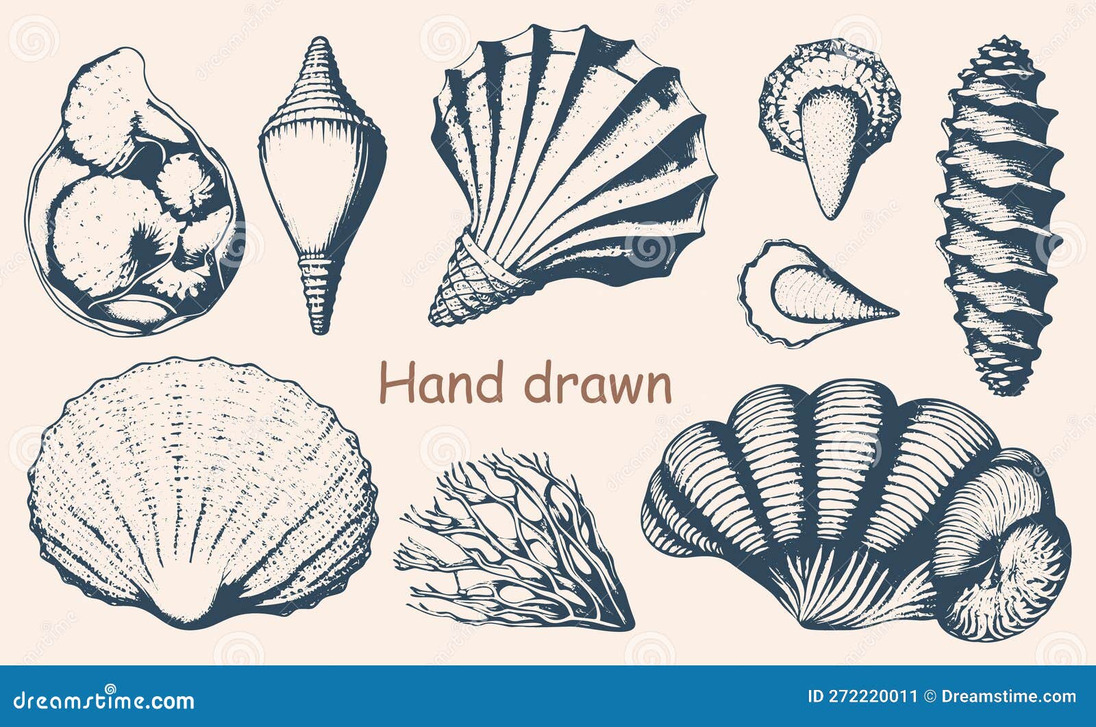 Hand-drawn Vector Set of Various Seashells in Vintage Engraved Style ...