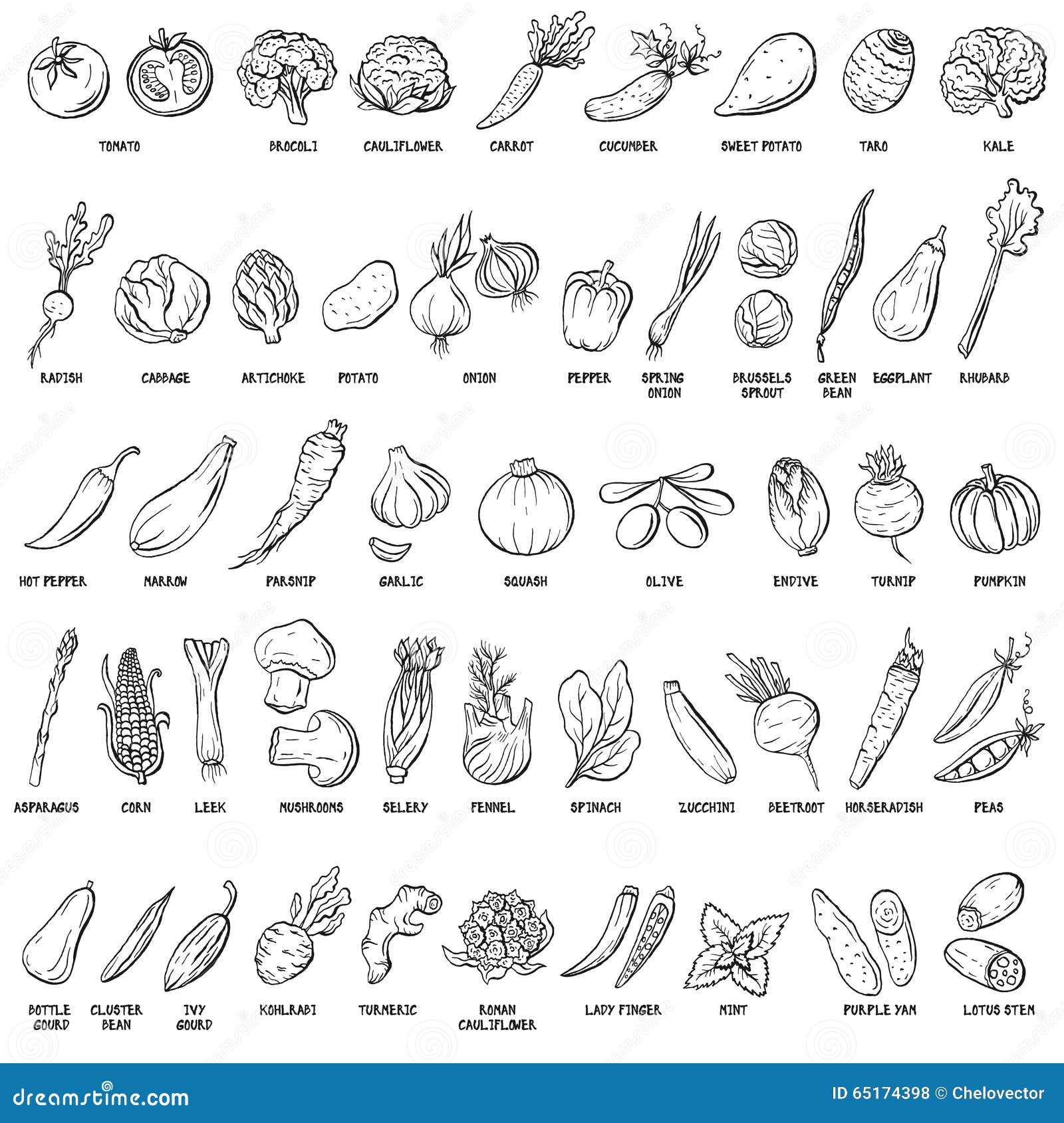 Hand Drawn Vector Set of Vegetables and Herbs Stock Vector - Illustration of healthy, lifestyle ...