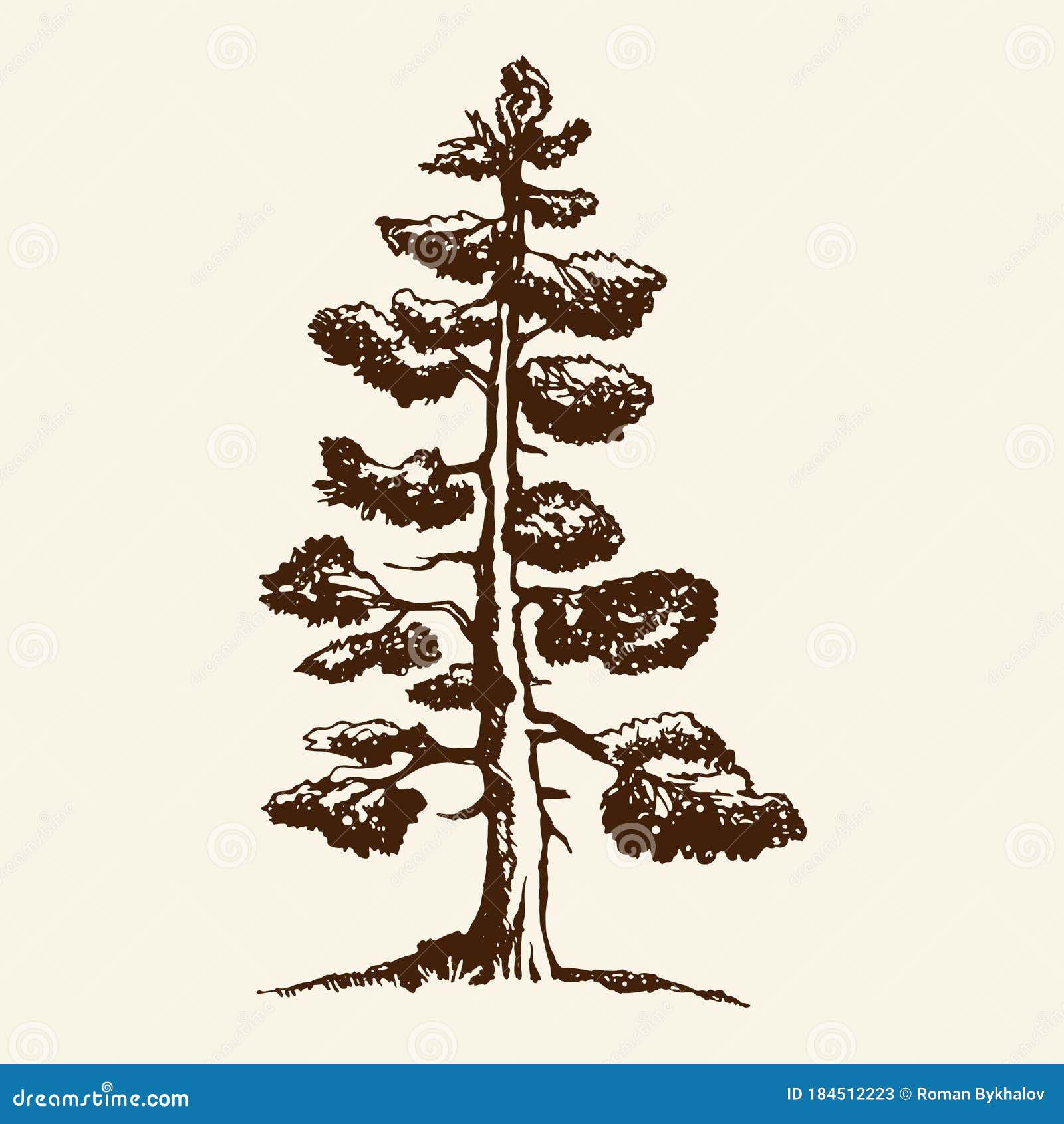 Hand-drawn Vector Sketch of a Pine Tree. the Conifer Tree Isolated on a ...