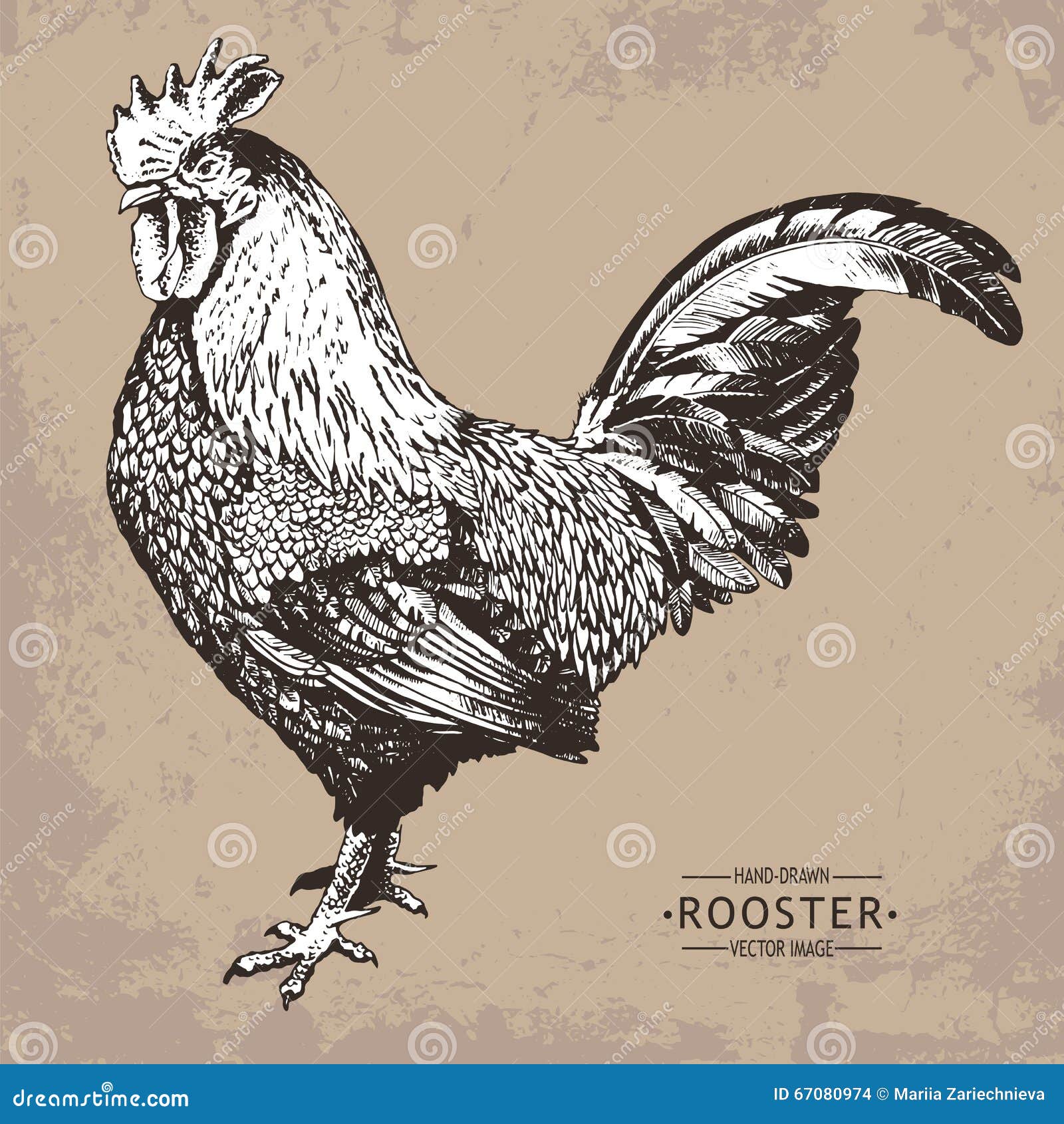 Hand-drawn Vector Vintage Style Rooster Stock Vector - Illustration of ...