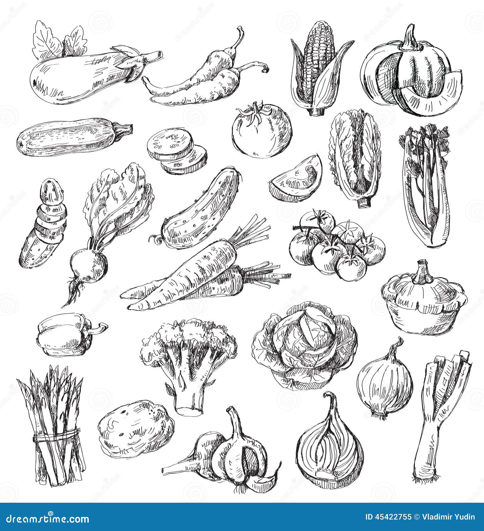Hand drawn vegetable stock vector. Illustration of graphic - 45422755