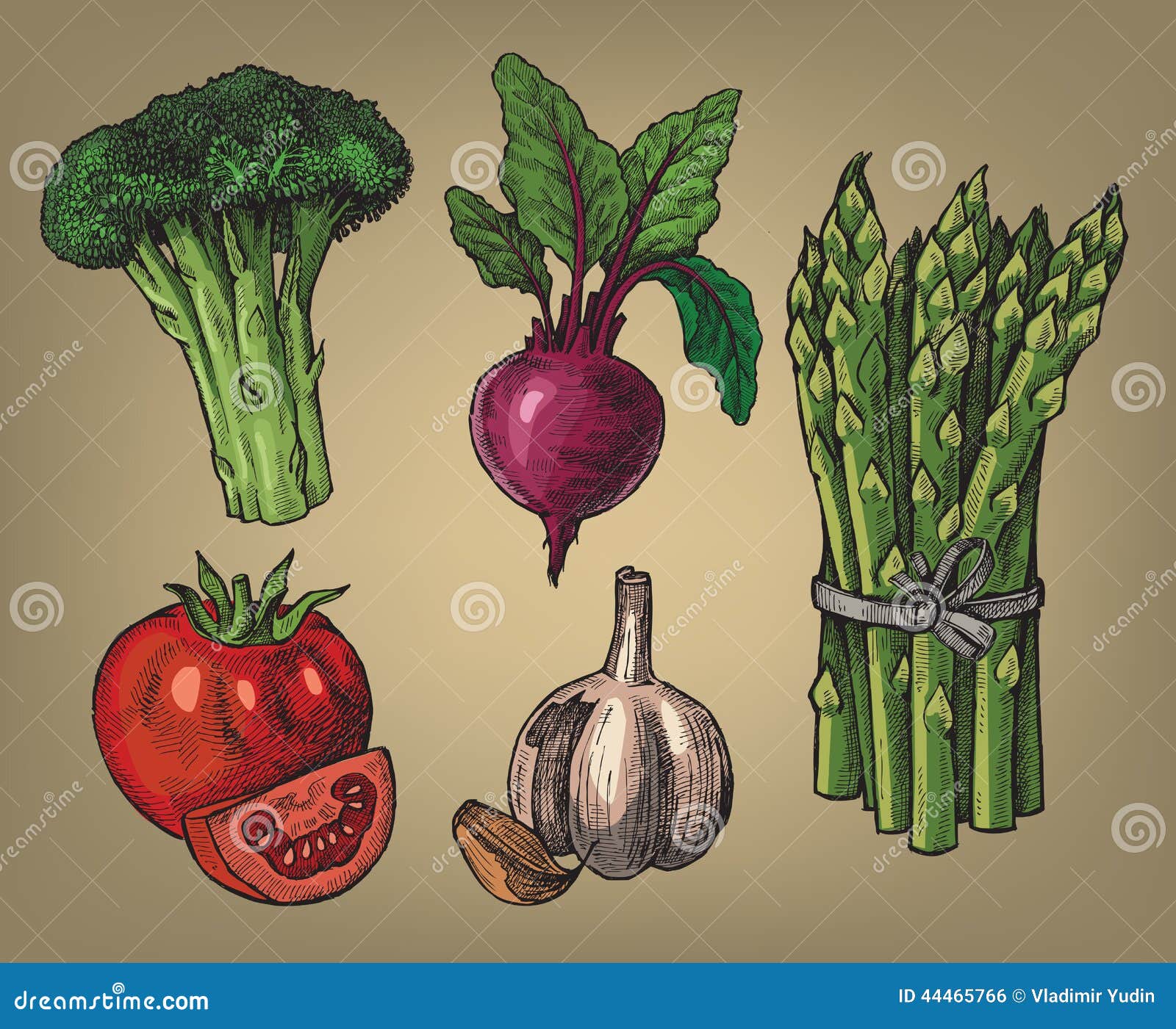 Hand drawn of vegetables stock vector. Illustration of lunch - 44465766