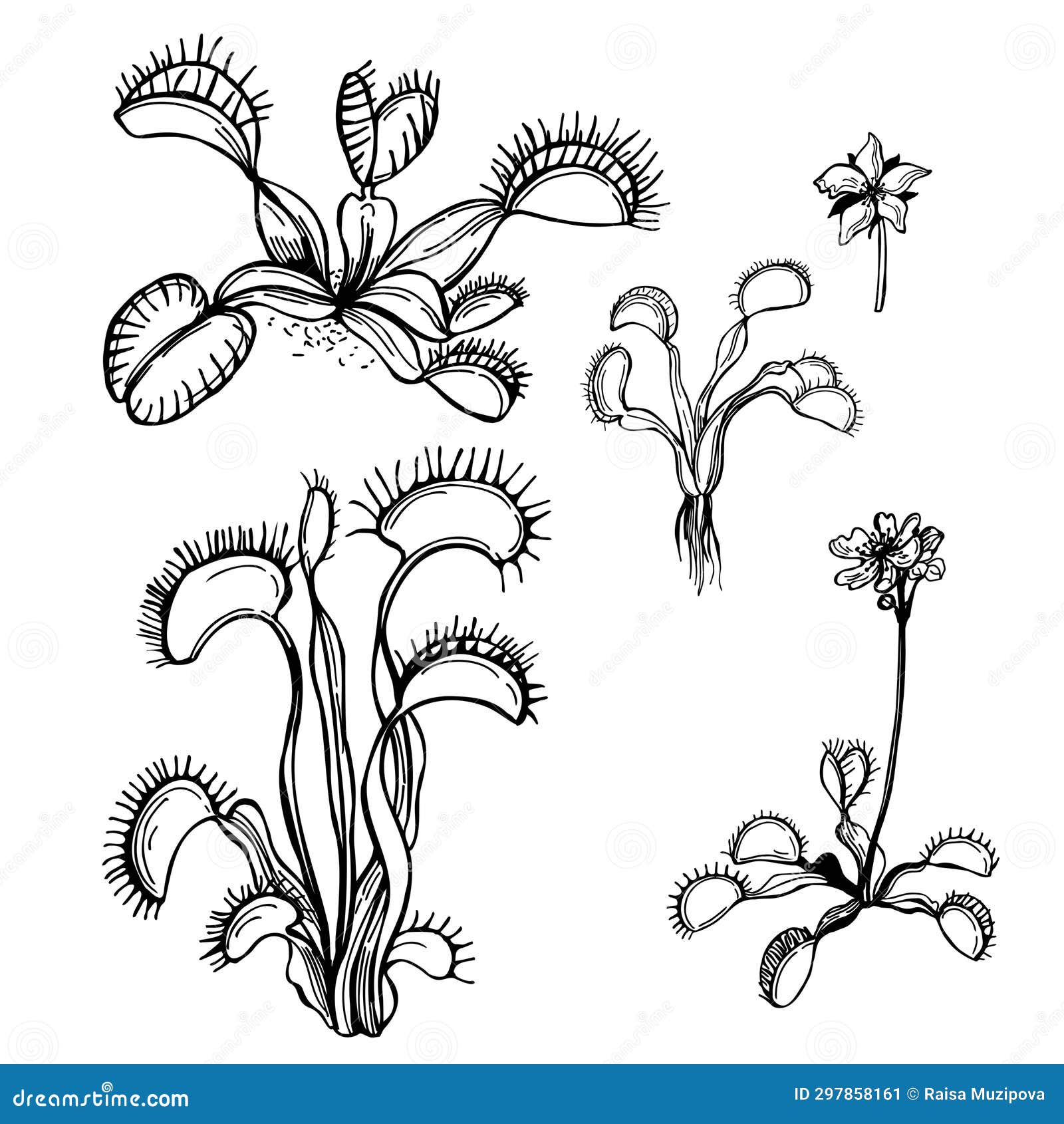 Venus Flytrap. Vector Sketch Illustration Stock Vector - Illustration ...