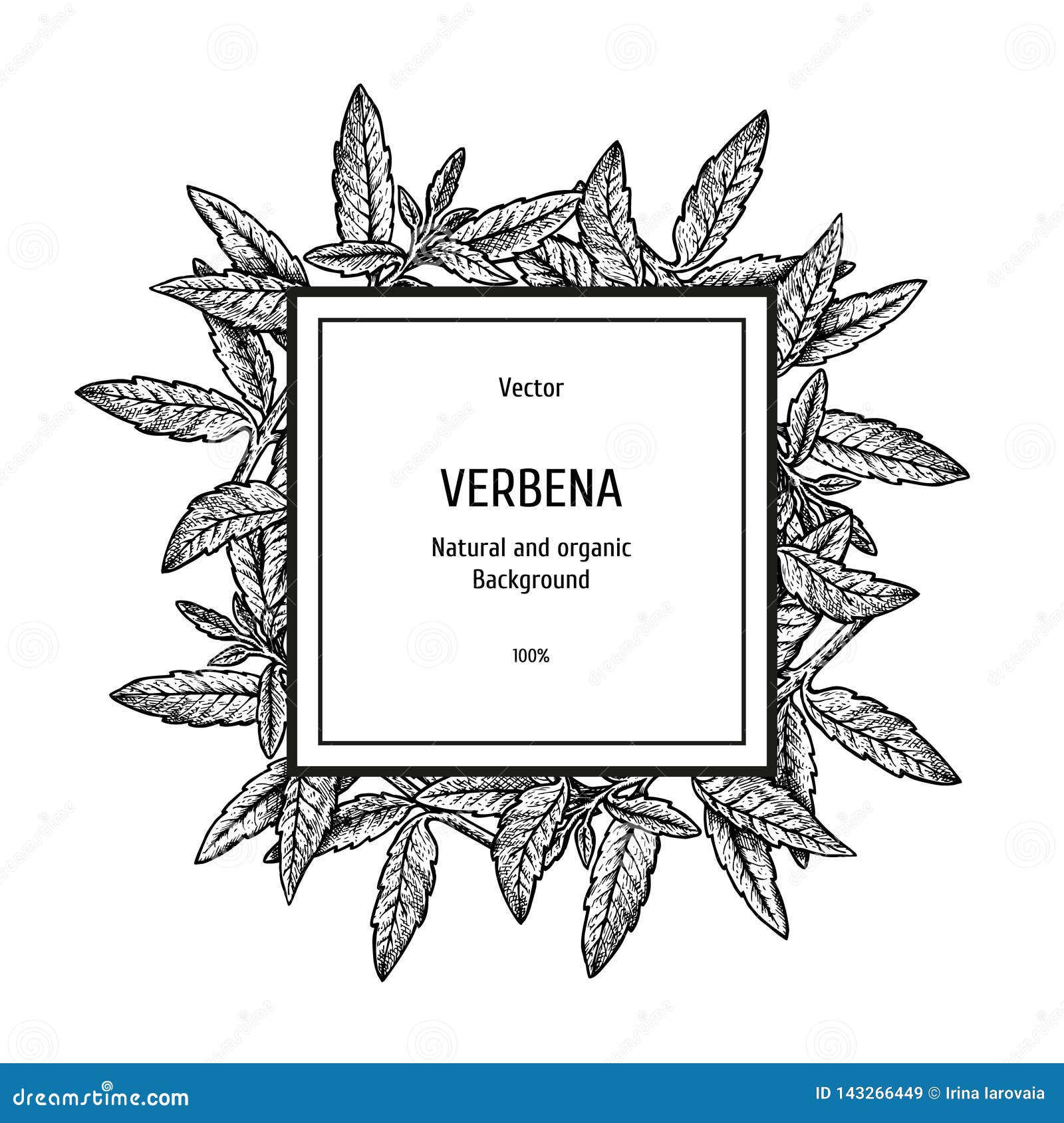 Hand Drawn Verbena Background. Herbal Pattern. Vector Sketch Of Plant ...