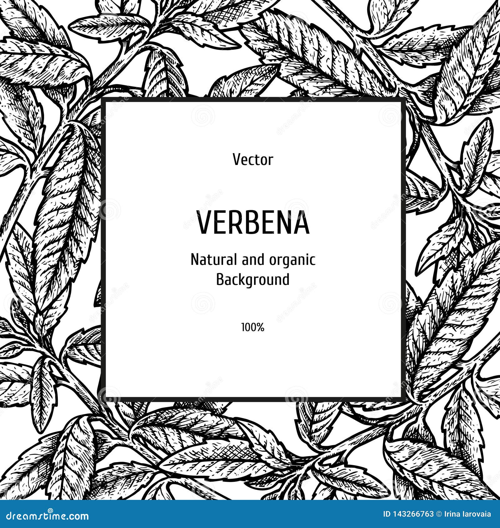 Hand Drawn Verbena Background. Herbal Pattern. Vector Sketch of Plant ...