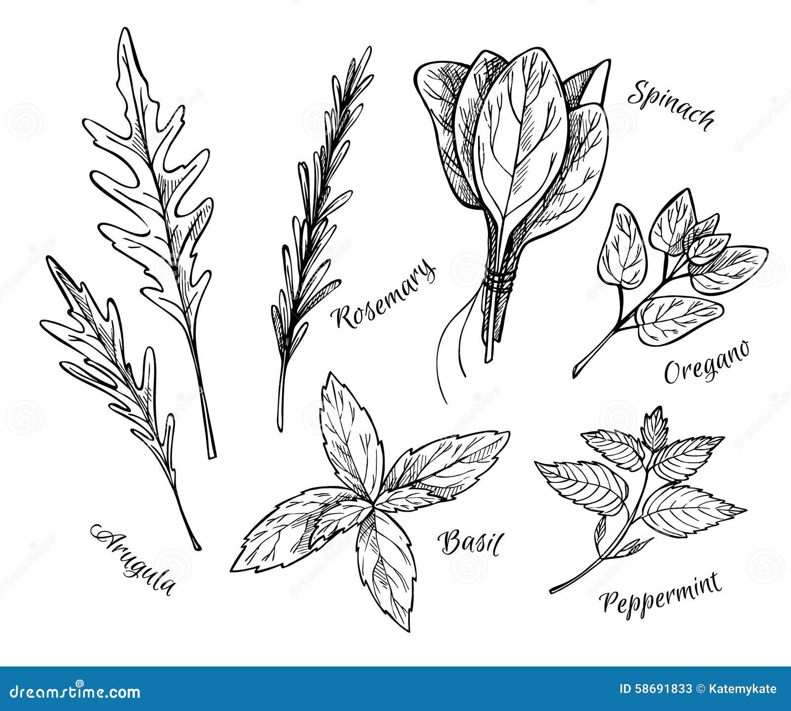 Hand Drawn Vintage Illustration - Herbs and Spices. Stock Vector ...