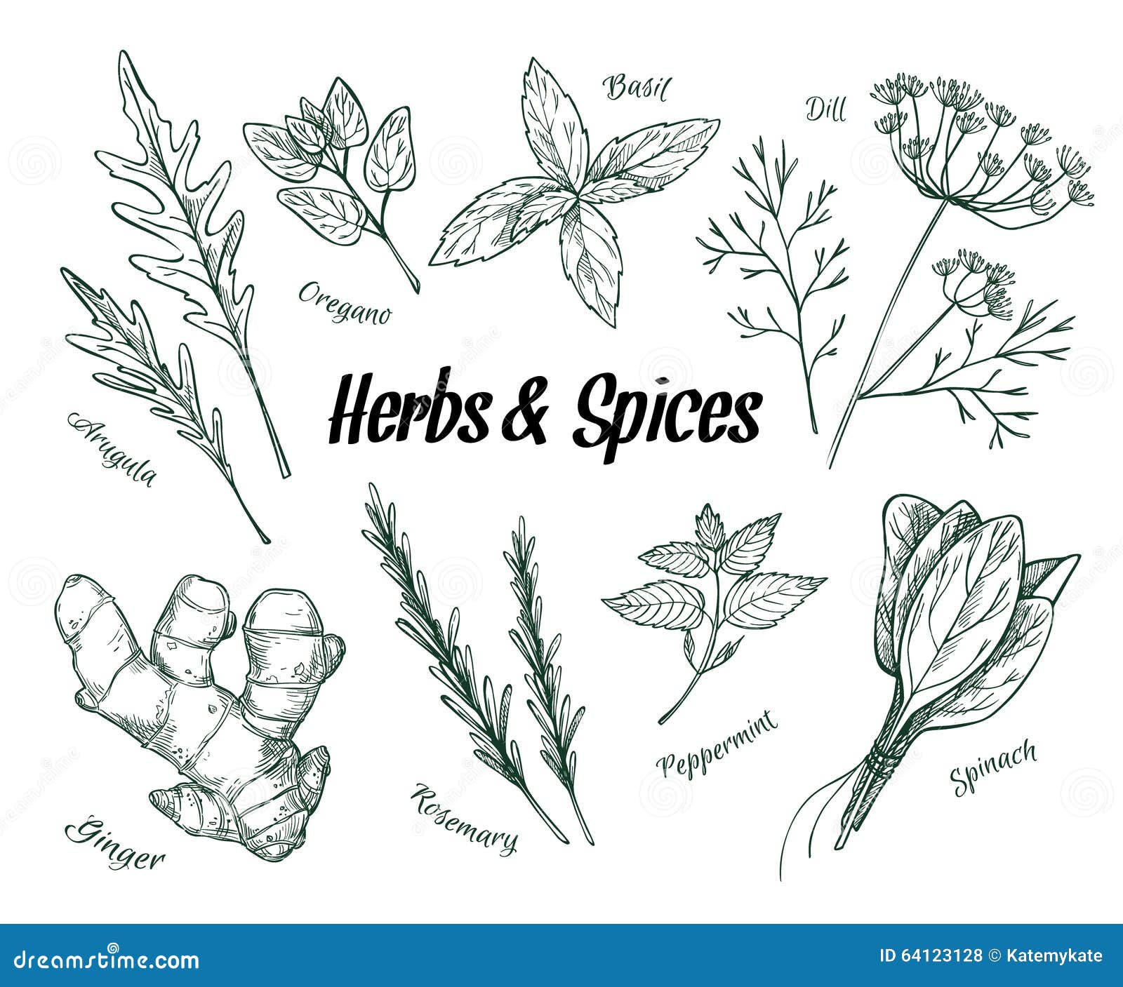 Hand Drawn Vintage Illustration - Herbs and Spices. Vector Stock Vector ... Hand Drawn Vintage Illustration - Herbs and Spices. Vector Stock Vector ...