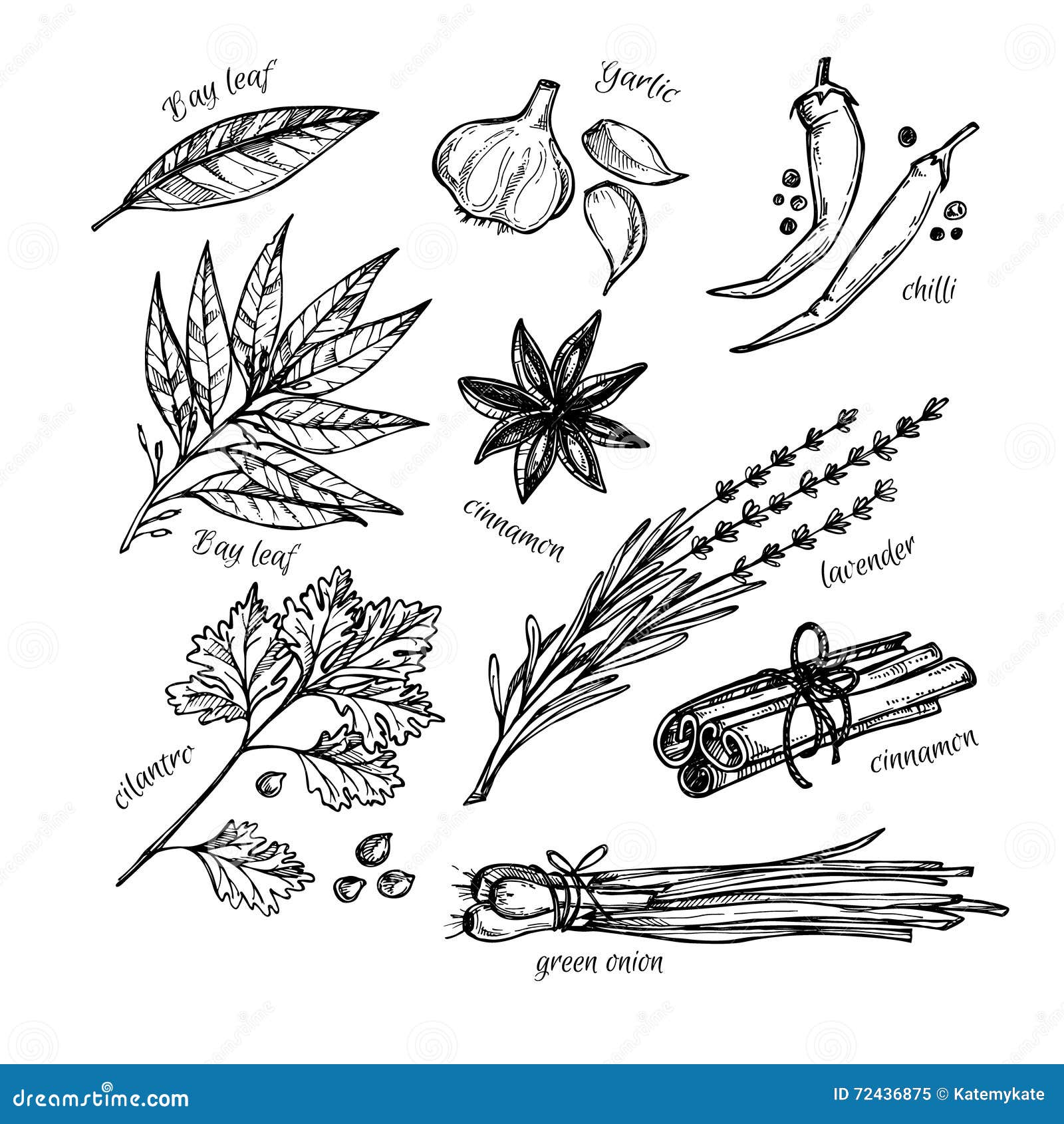 Hand Drawn Vintage Illustration - Herbs and Spices. Vector Stock Vector ...