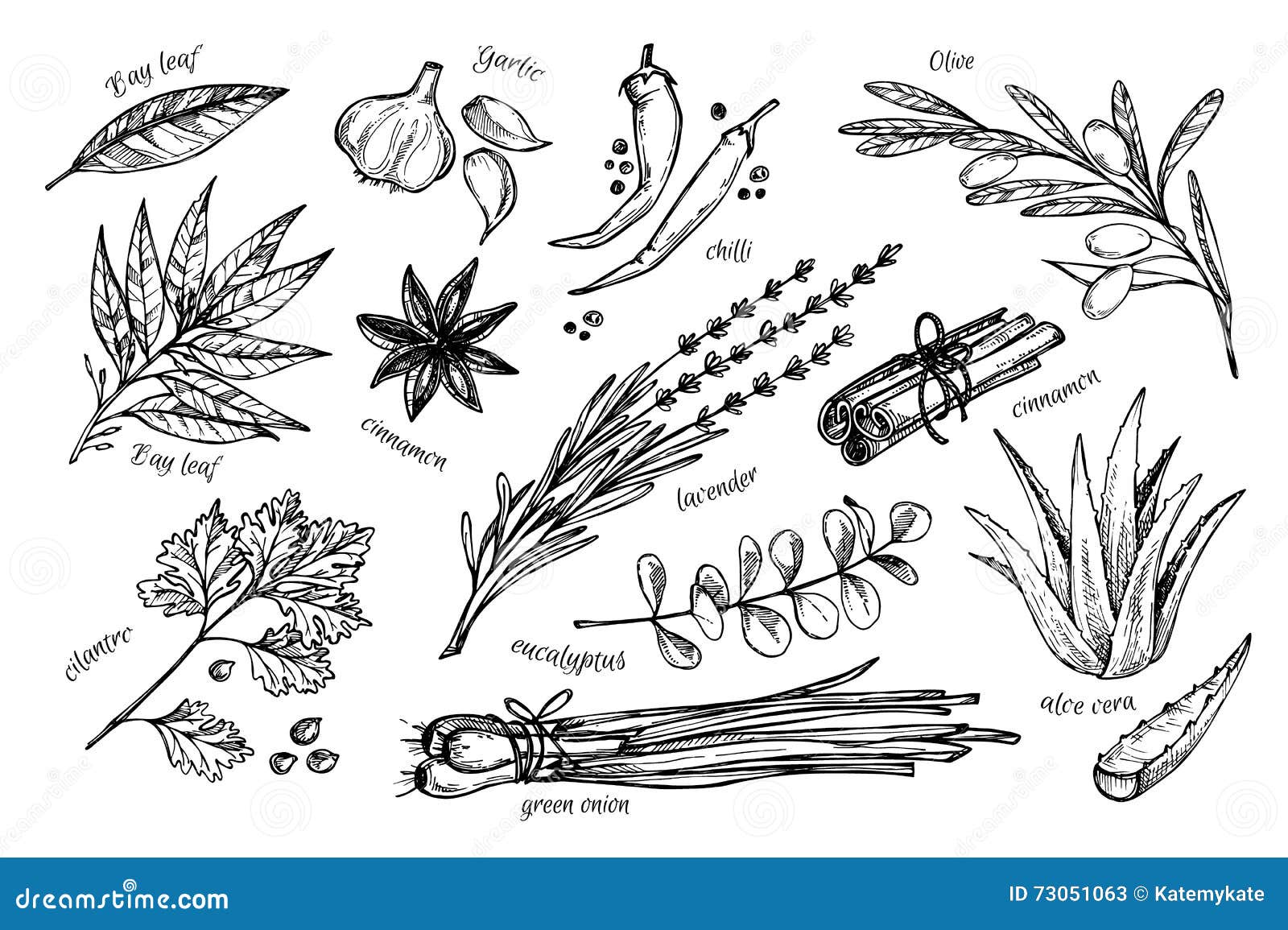 Hand Drawn Vintage Illustration - Herbs and Spices. Vector Stock Vector ...