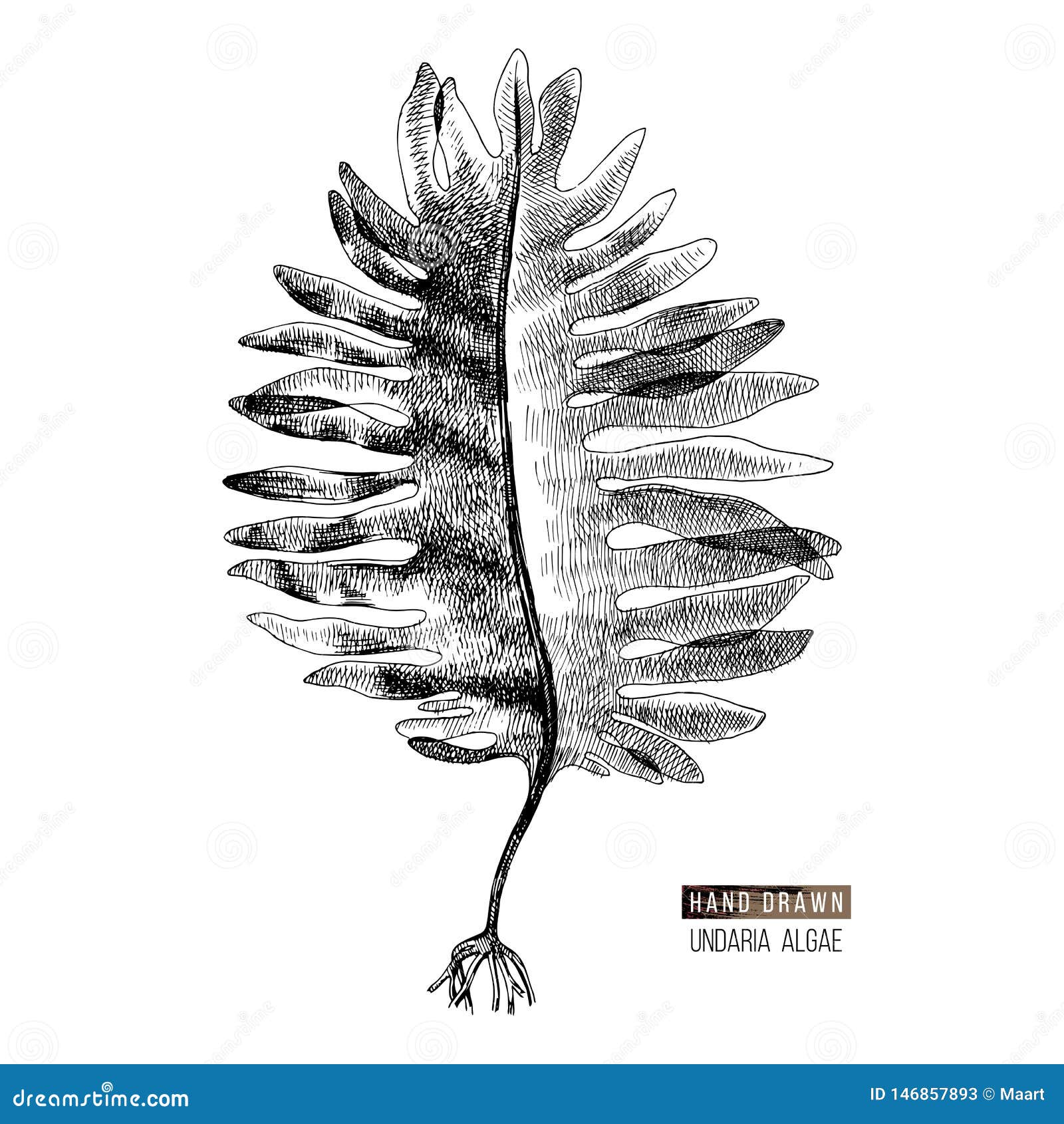 Wakame Algae On White Background. Generative AI Stock Photography ... Wakame Algae On White Background. Generative AI Stock Photography ...