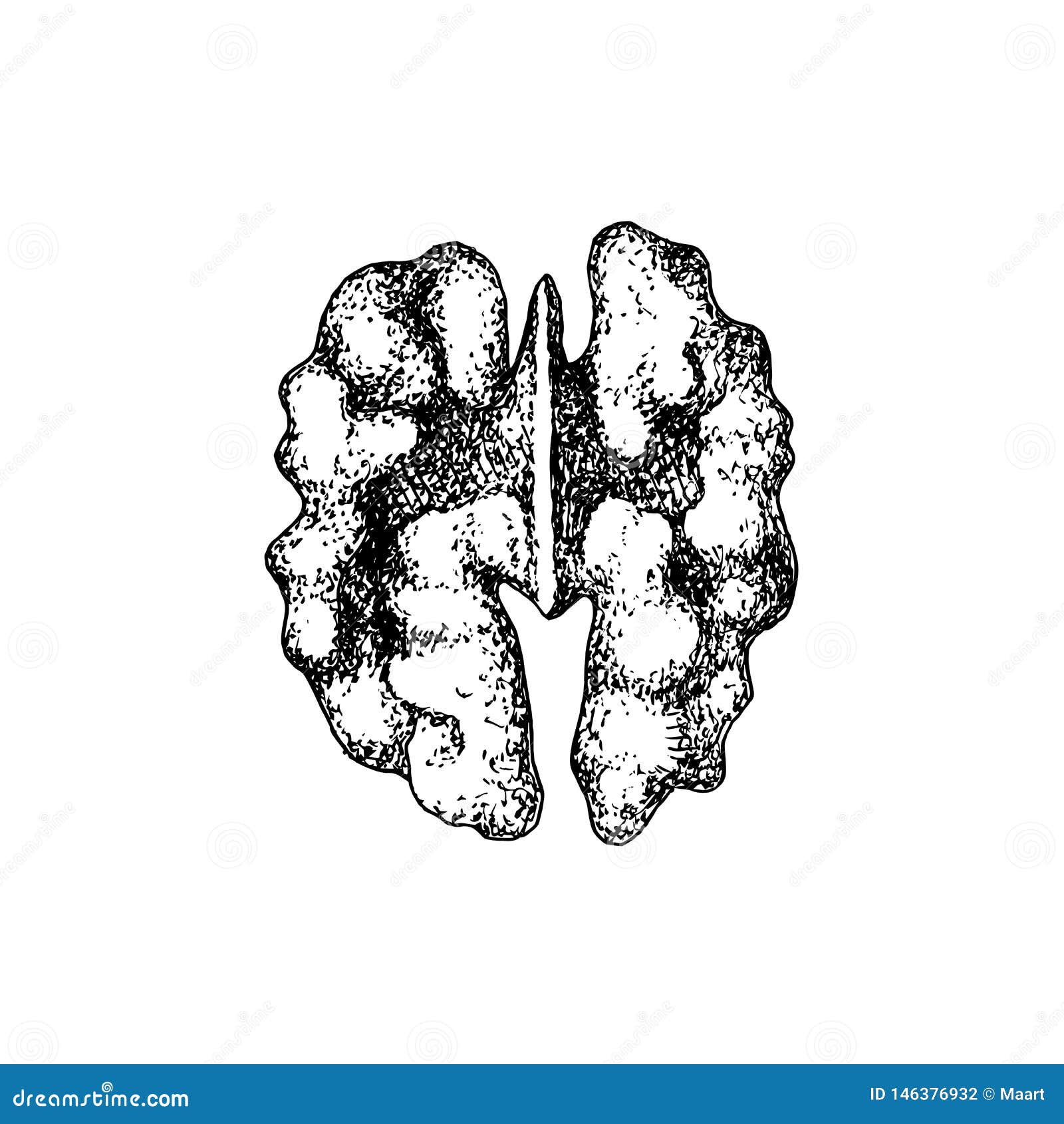 Walnut Kernel. Healthy Snack. Fresh Farm Market Harvest Product ...