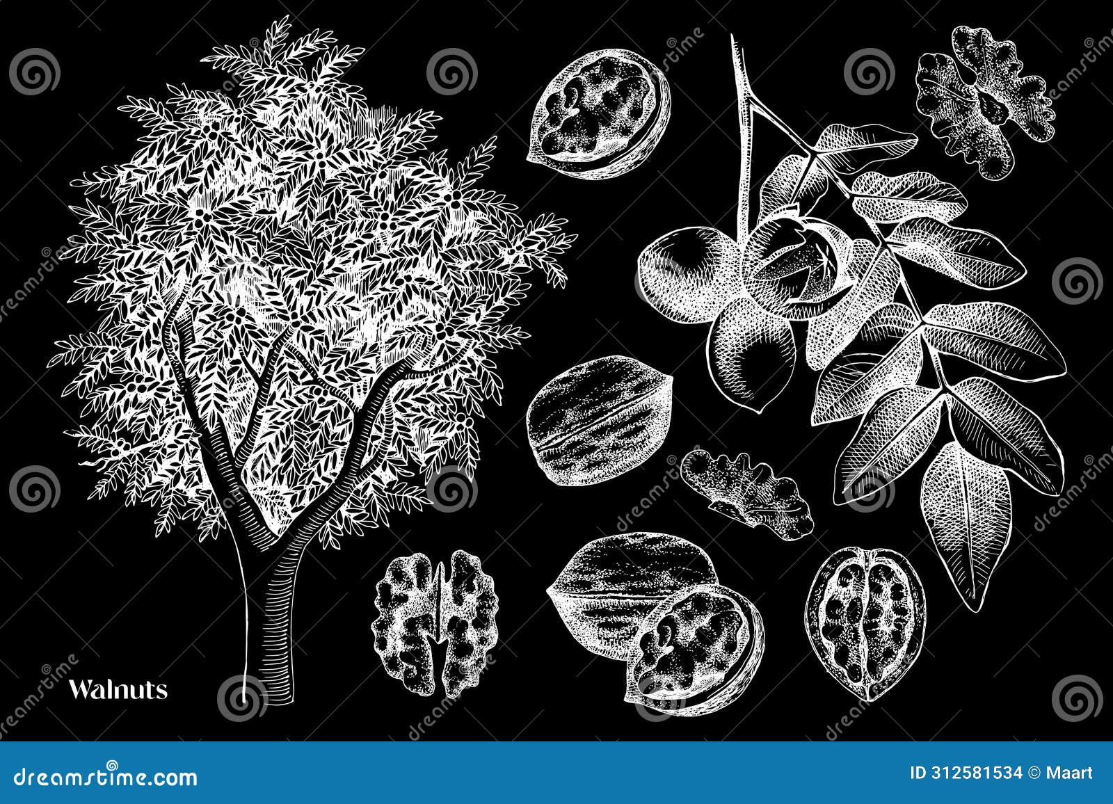 Hand Drawn Walnuts Vector Set Stock Vector - Illustration of engraved ...