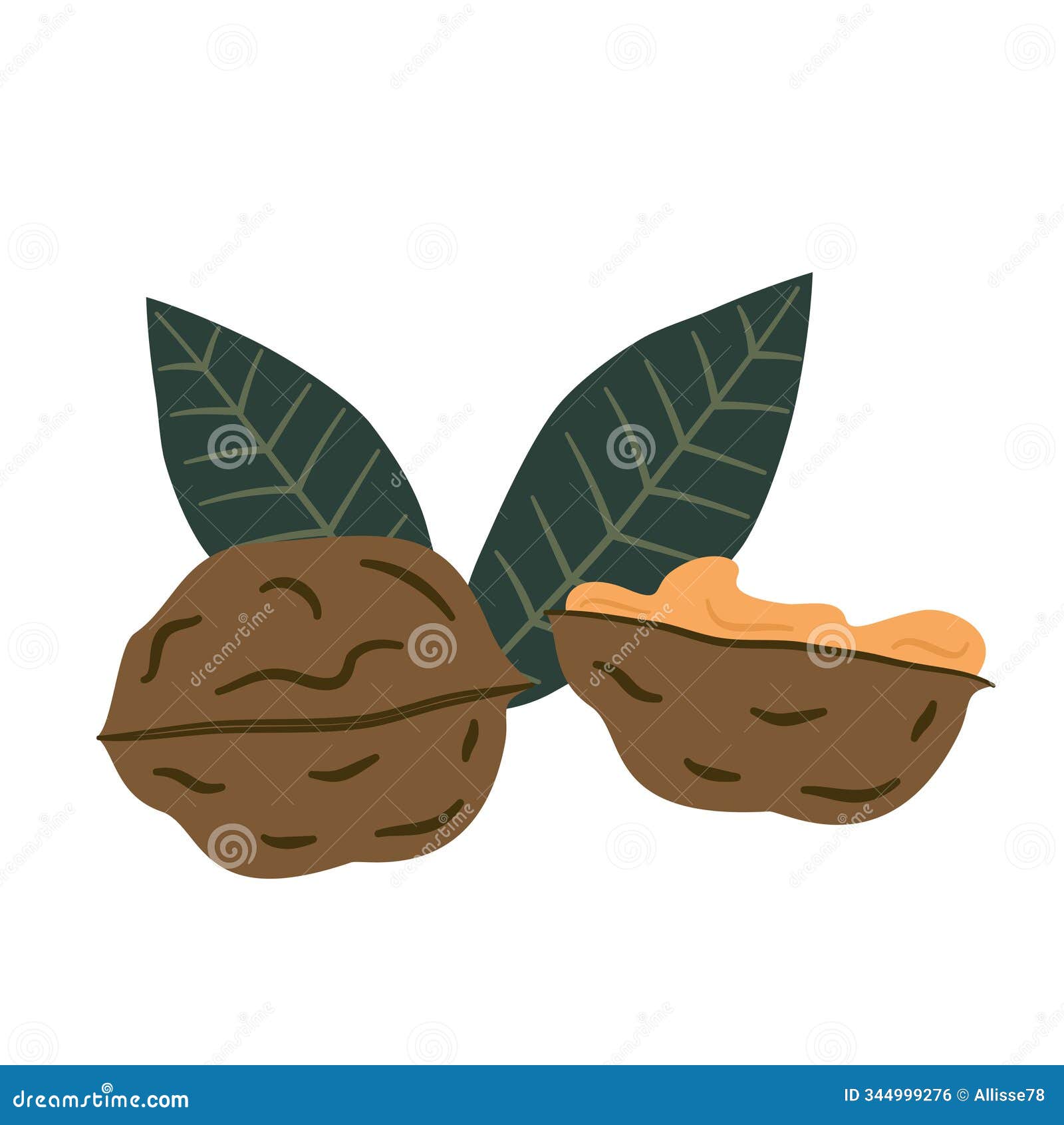 Hand Drawn Walnut Vector Illustration Isolated on White Background ...
